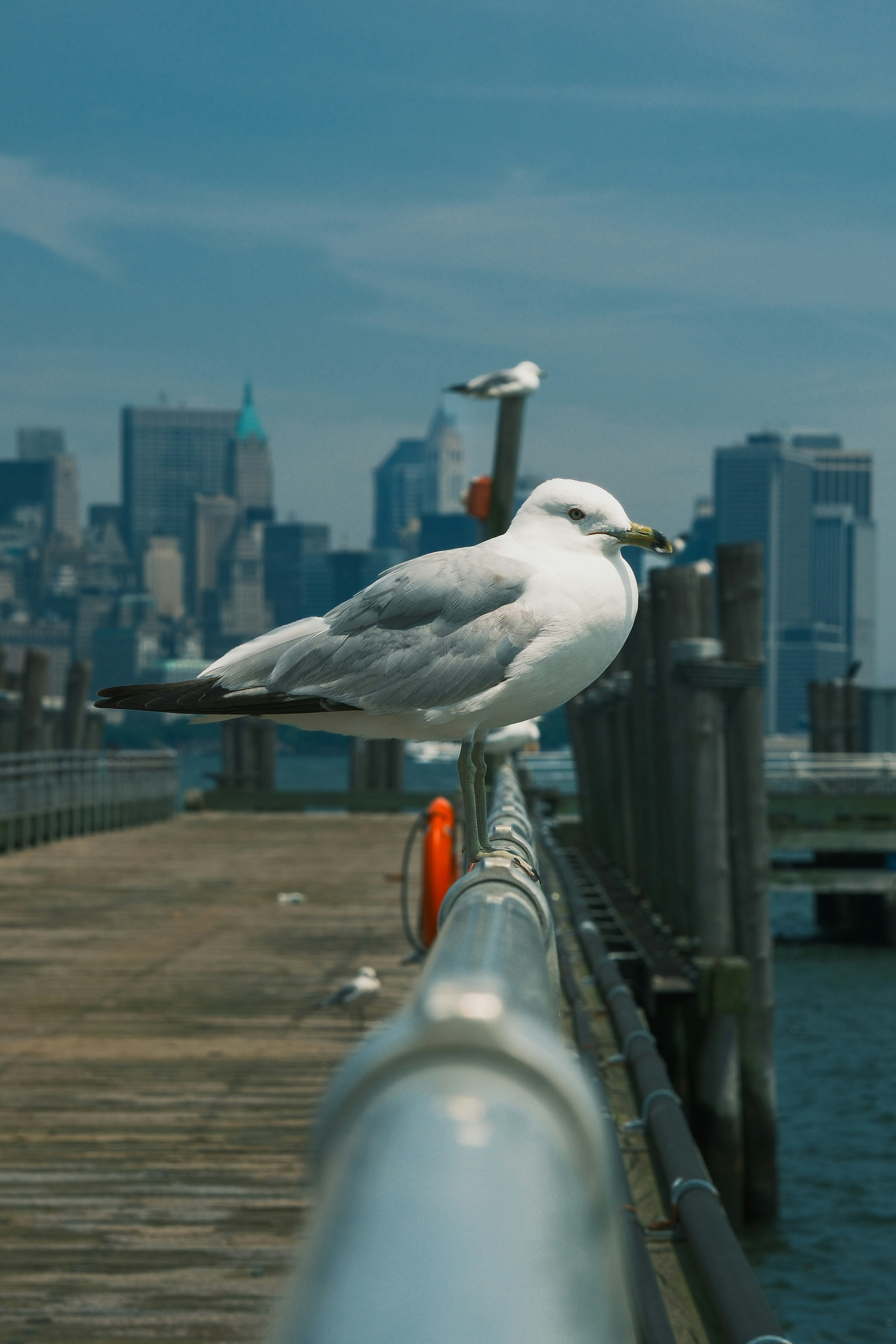 Pier Portrait: Seagull on a Railing with a Distant City Skyline