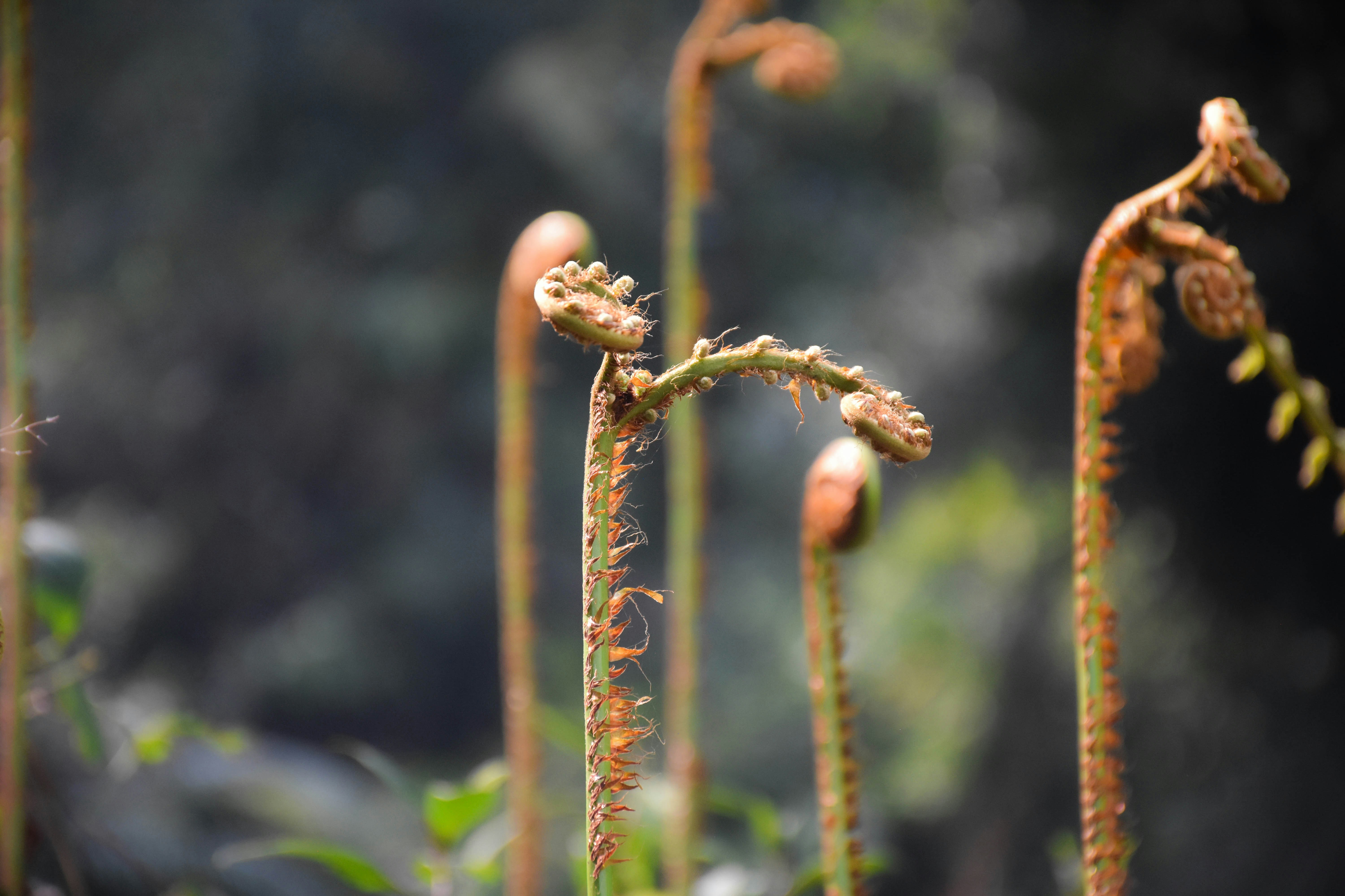 Curled Fiddleheads Reaching for Light in a Quiet Understory