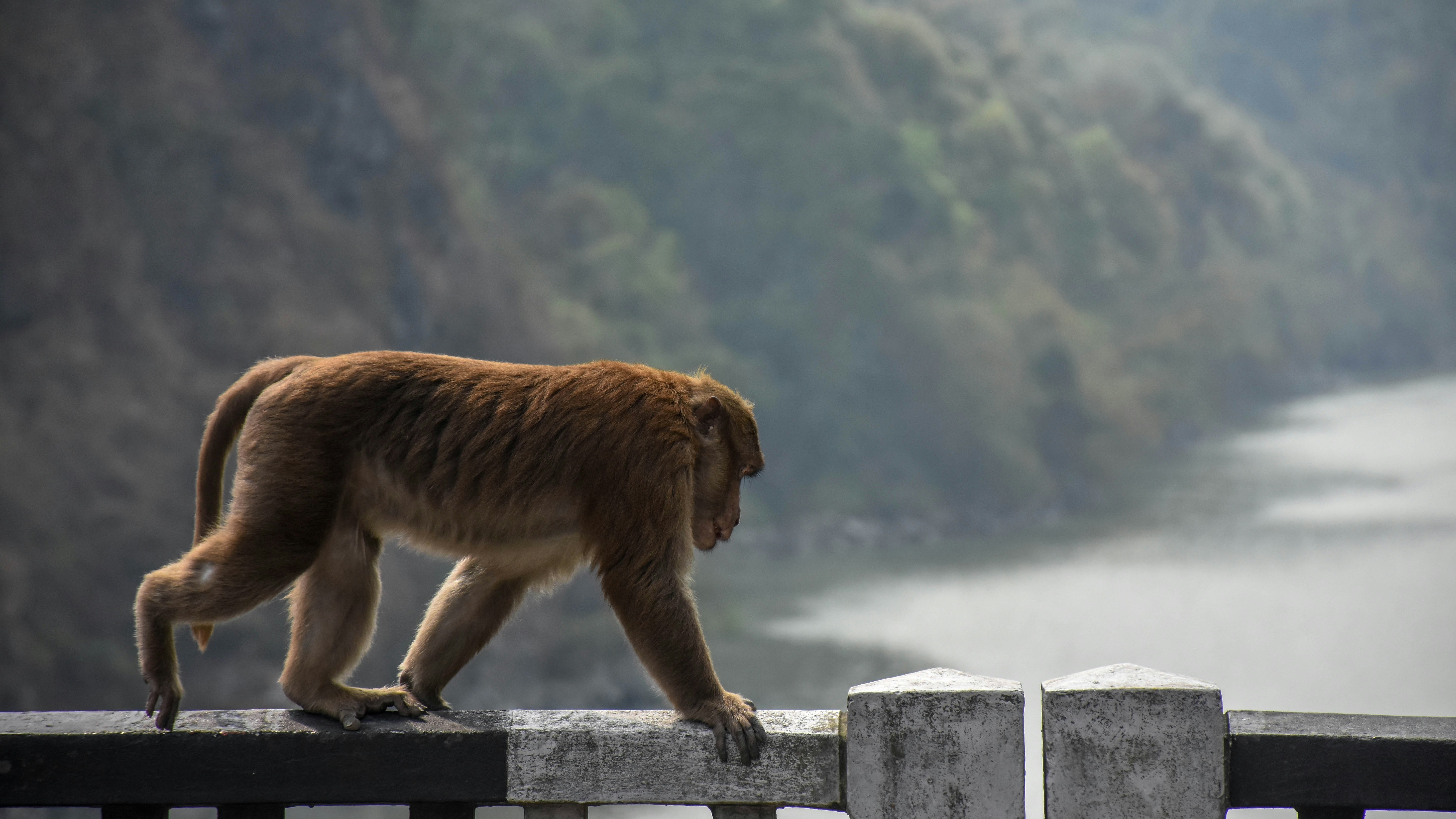 Balancing Act Over the Misty Gorge