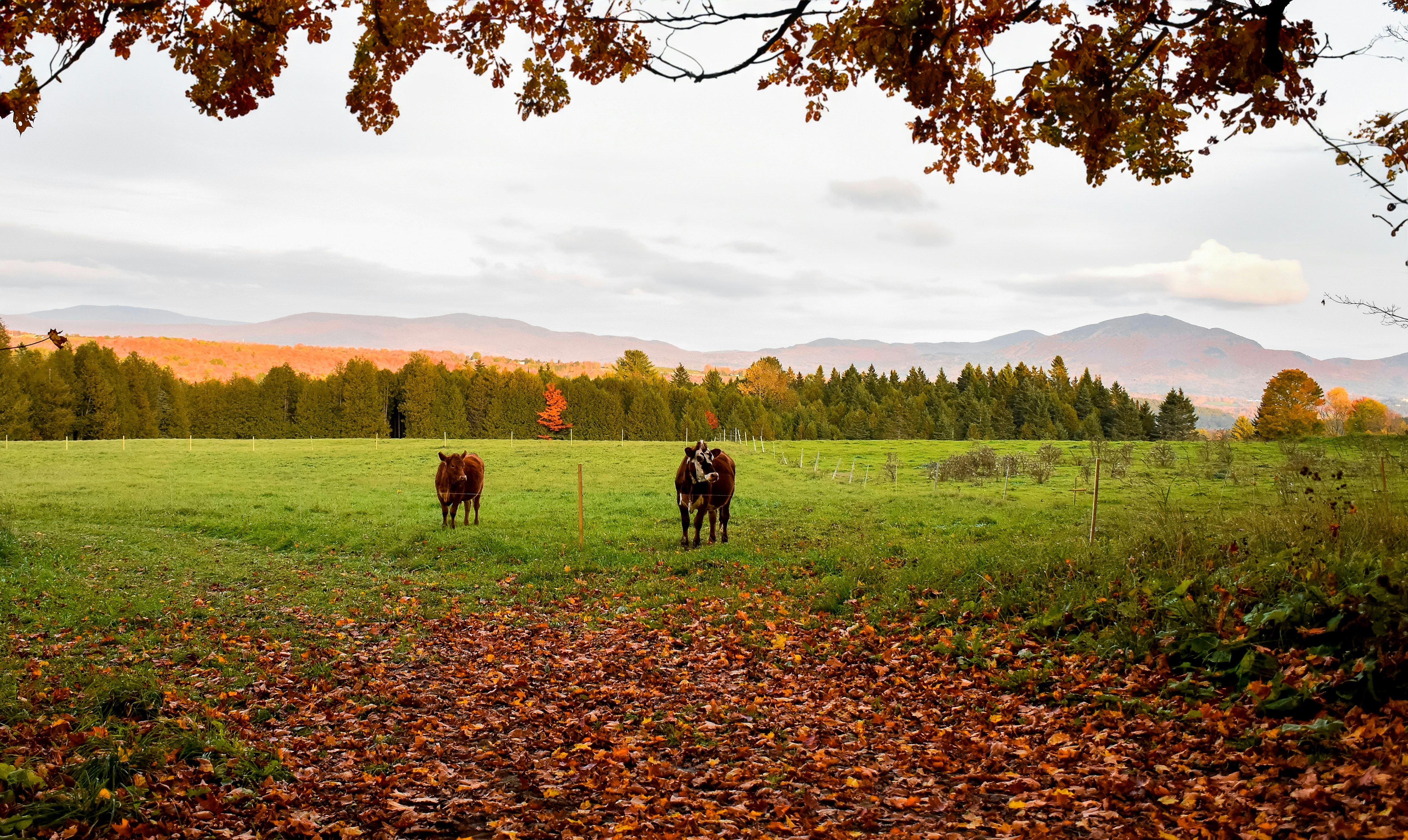Cows graze in a field with mountains in the distance. photo – Free ...