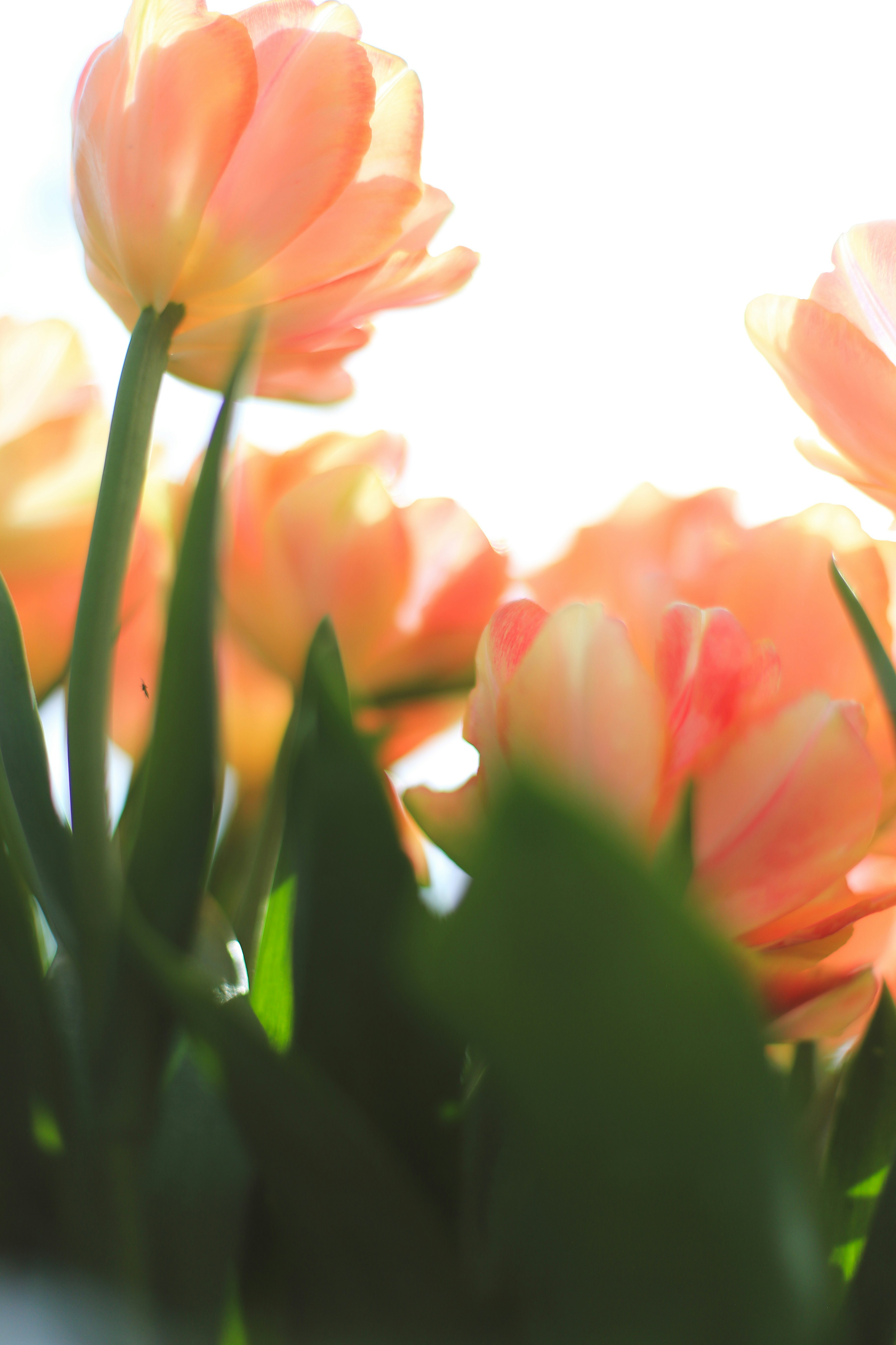 Peach tulips in the sunlight glow beautifully. photo – Free Flower ...