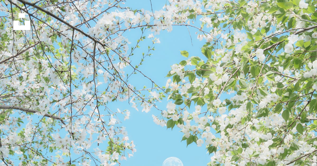 흰 꽃이 달과 함께 밝고 푸른 하늘을 둘러쌉니다 사진 Unsplash의 무료 배경 이미지