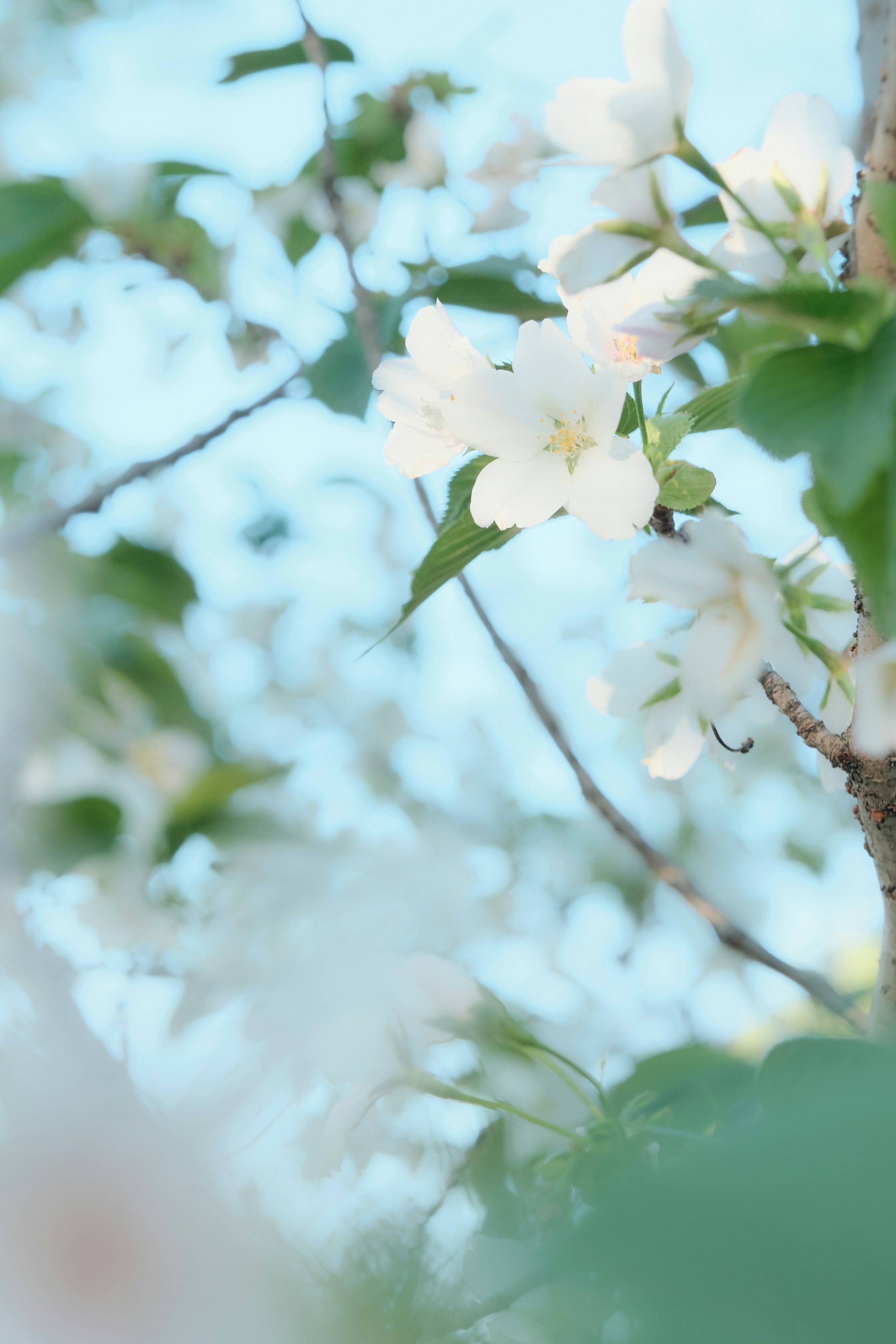 Petal Spotlight: Snow-white blossoms against a spring sky