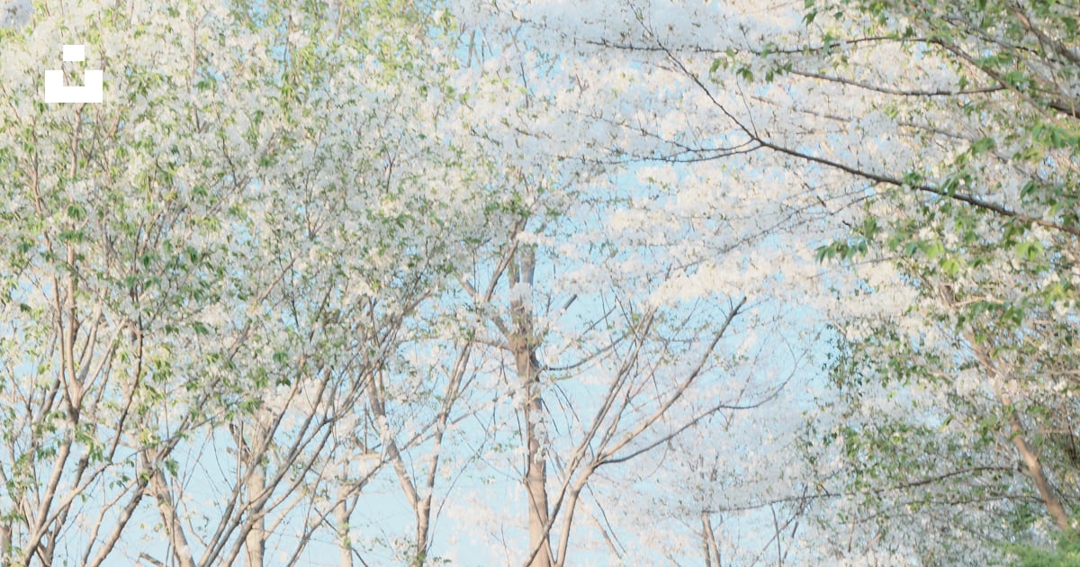 한 여성이 꽃이 만발한 나무 아래에서 유모차를 끌고 걷고 있습니다 사진 Unsplash의 무료 배경 이미지