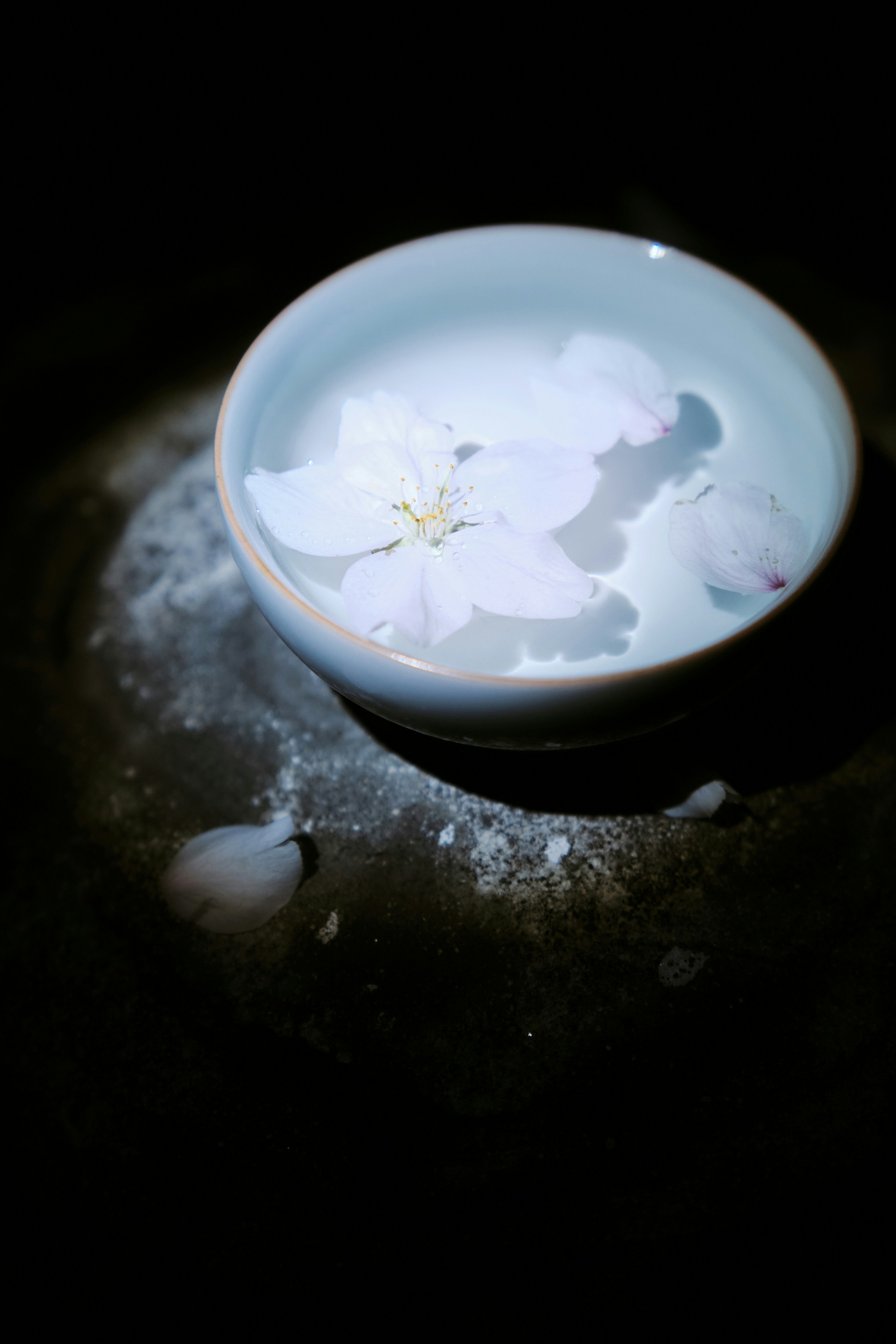 Cherry blossoms float in a bowl of water. photo – Free Background Image ...