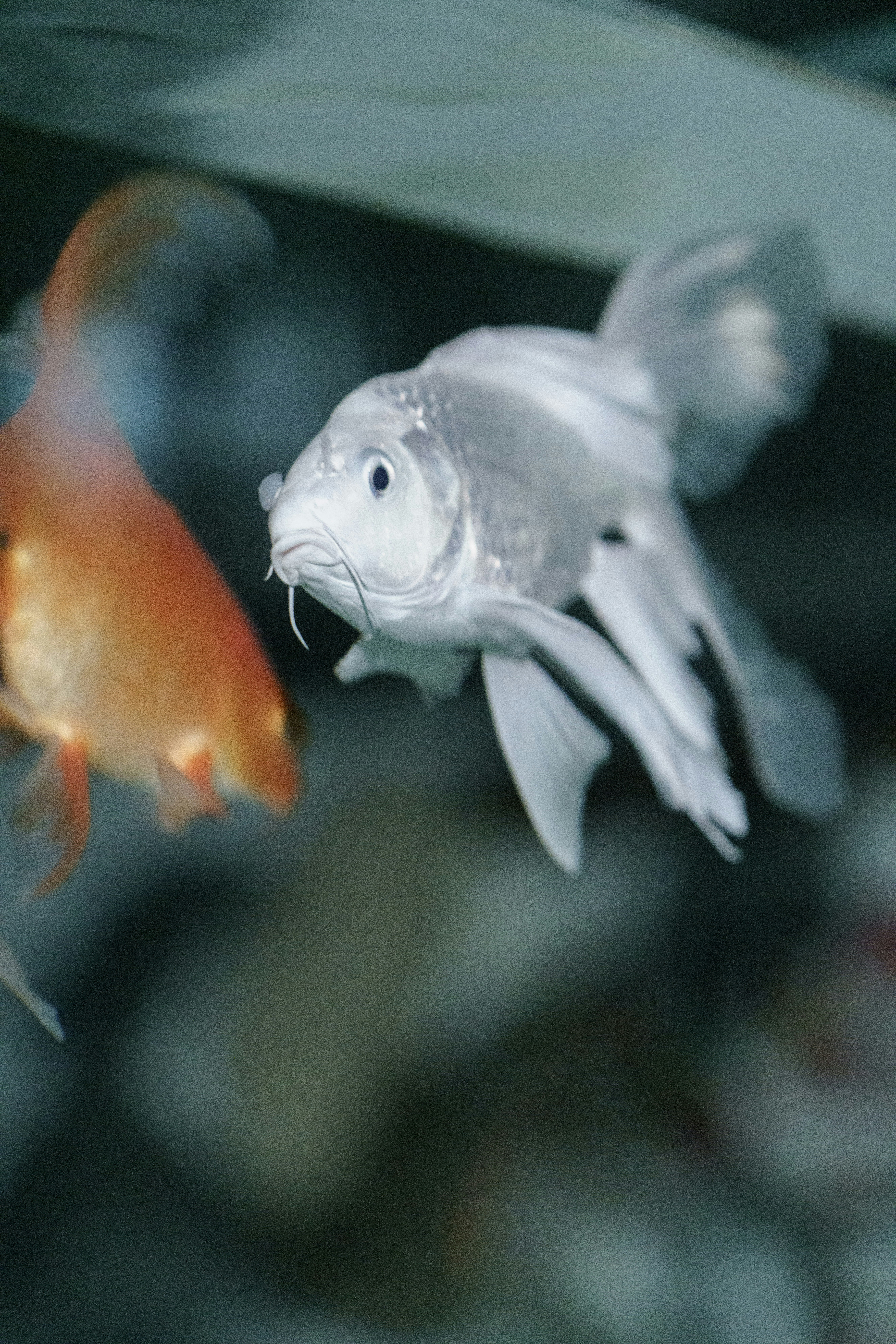 Deux poissons rouges nagent dans un environnement aquatique. photo ...