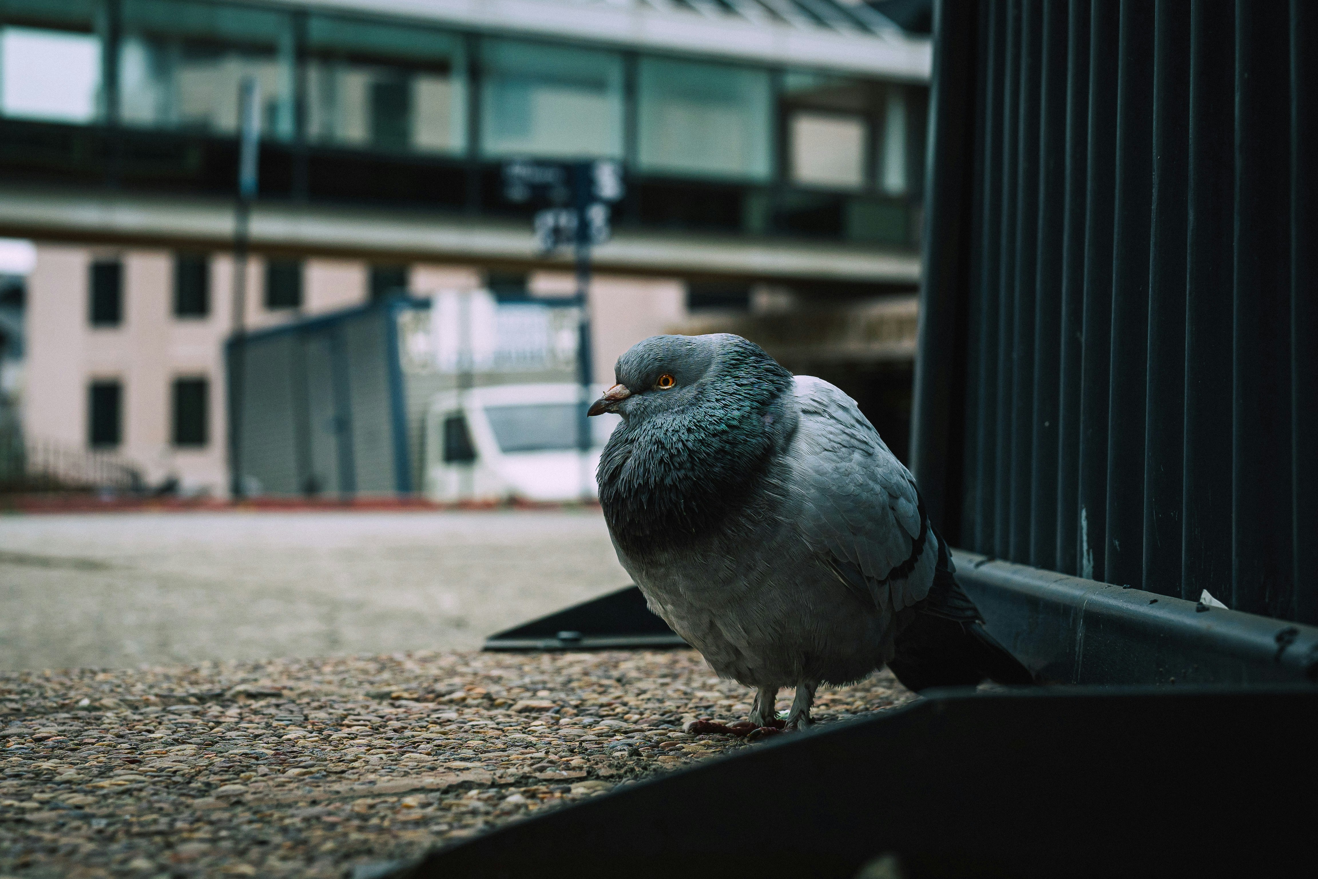 Pigeon at the Urban Threshold: Still Life Among Industrial Rails