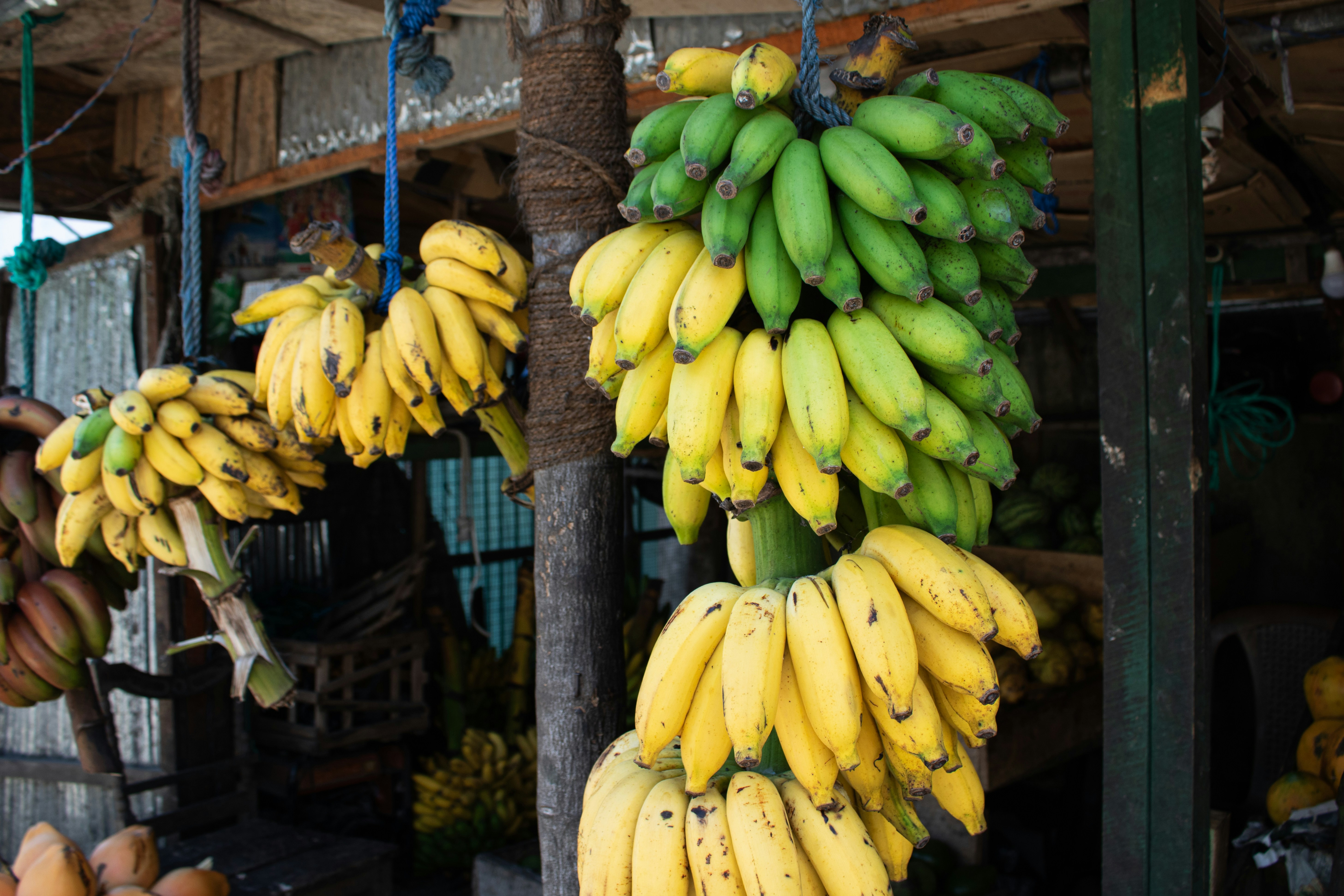 Bunches of bananas hang from a market stall. photo – Free Fruit Image ...