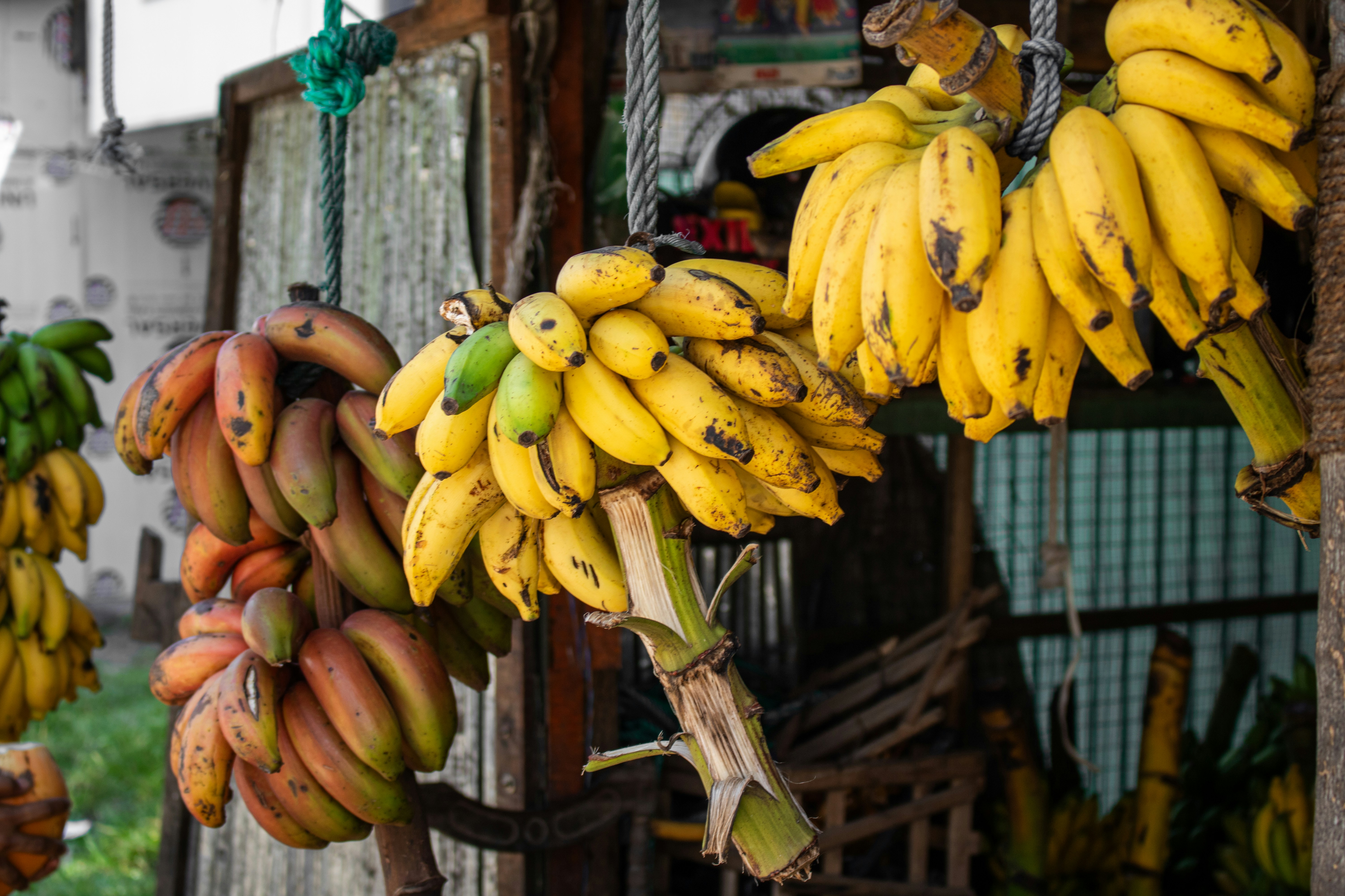 Bananas of different colors are hanging for sale. photo – Free Food ...