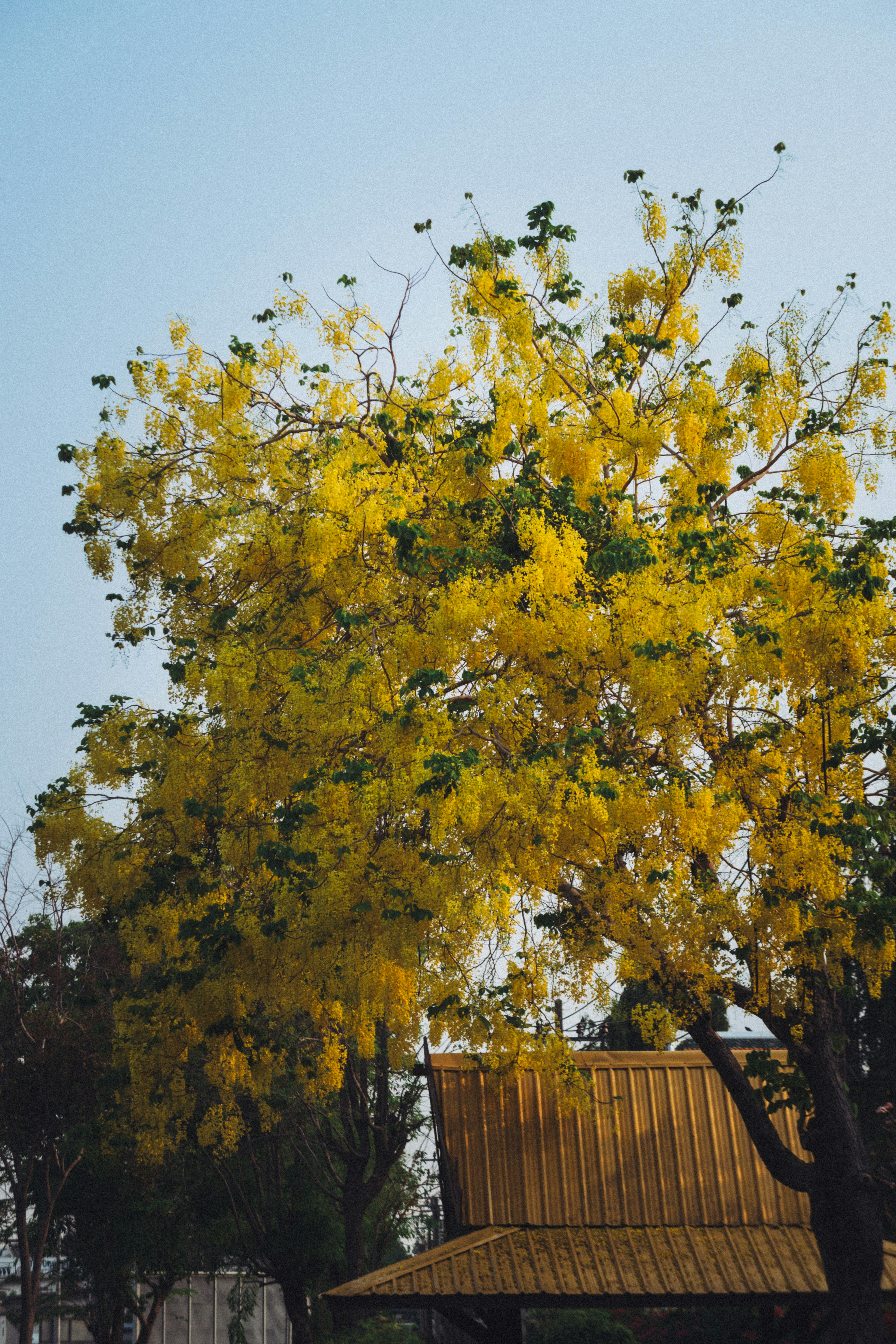 Golden Canopy: Morning Sunlighting on a Chinese Parasol Tree