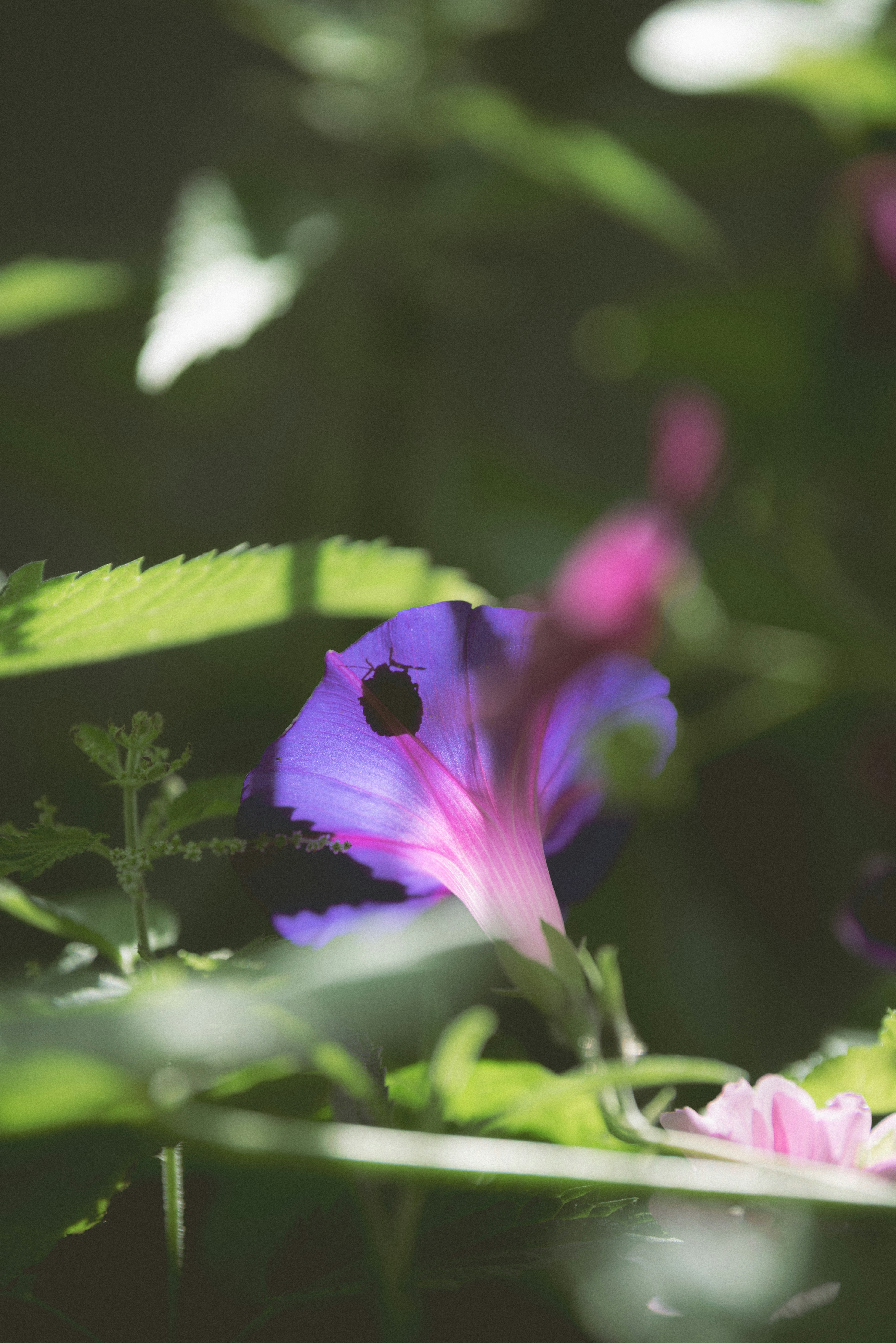 lil bug caught resting on a flower ~ spring/summer