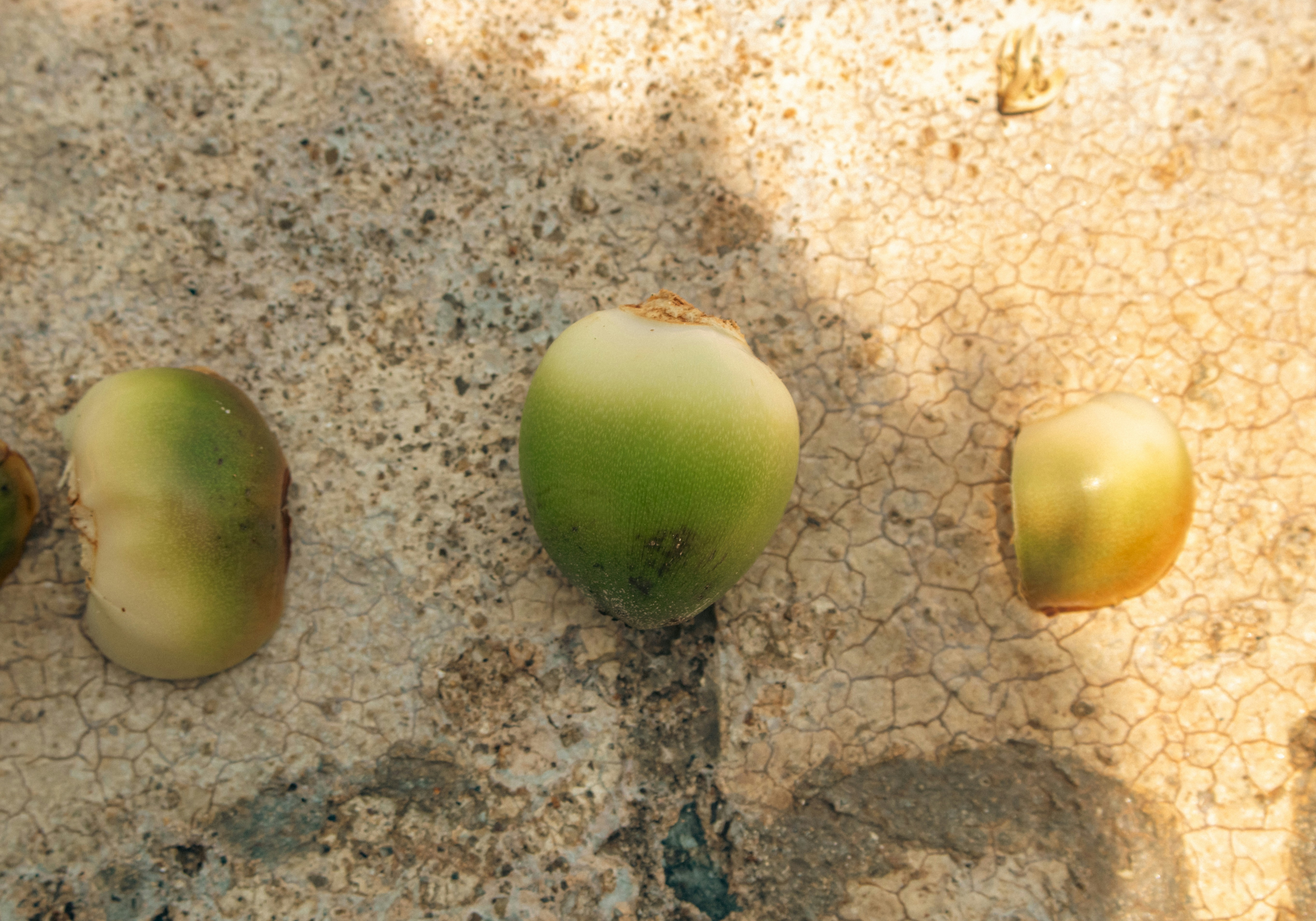 Desert Oasis: Nature's Resilience