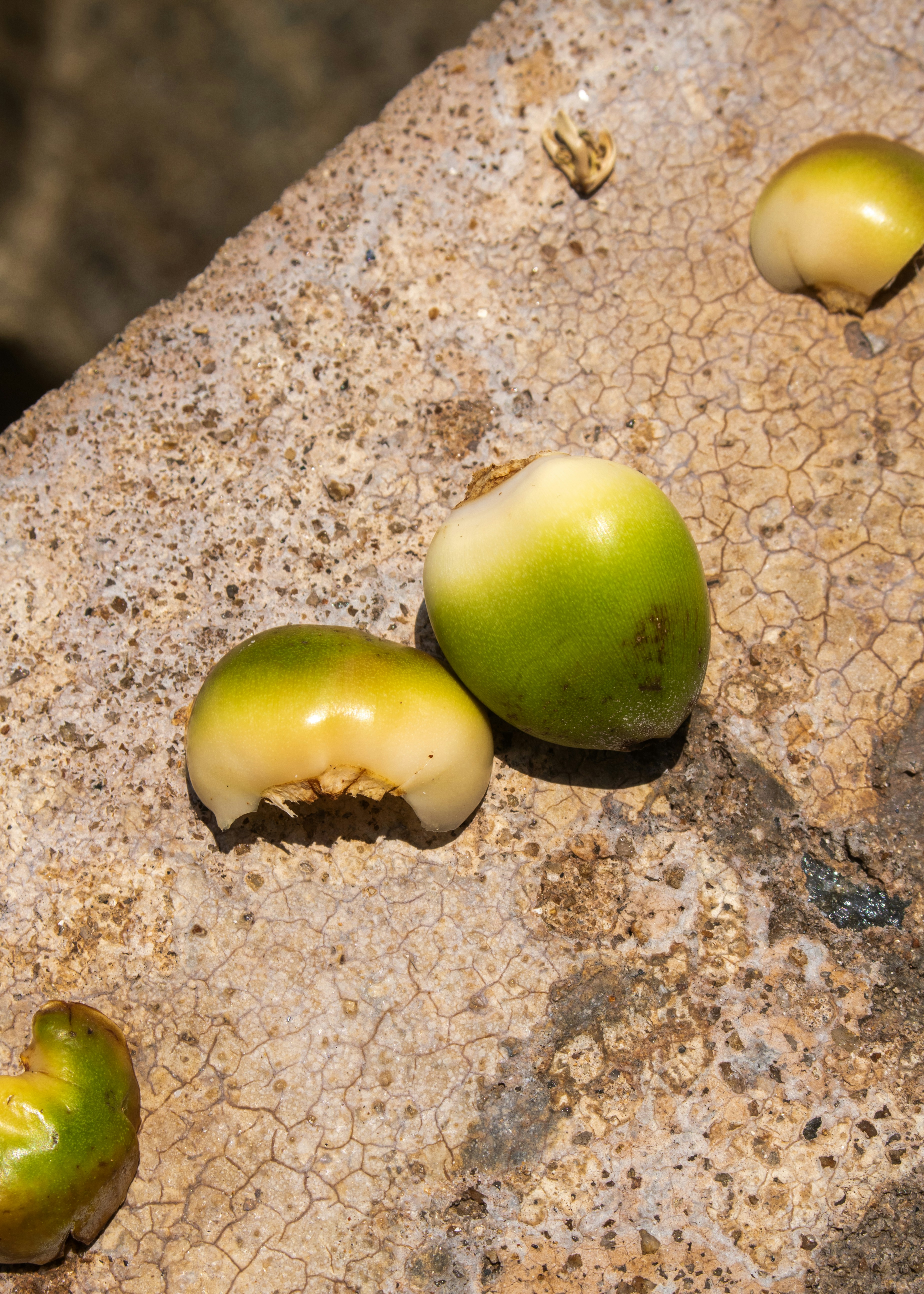 Sunlit olives on a crackled concrete canvas