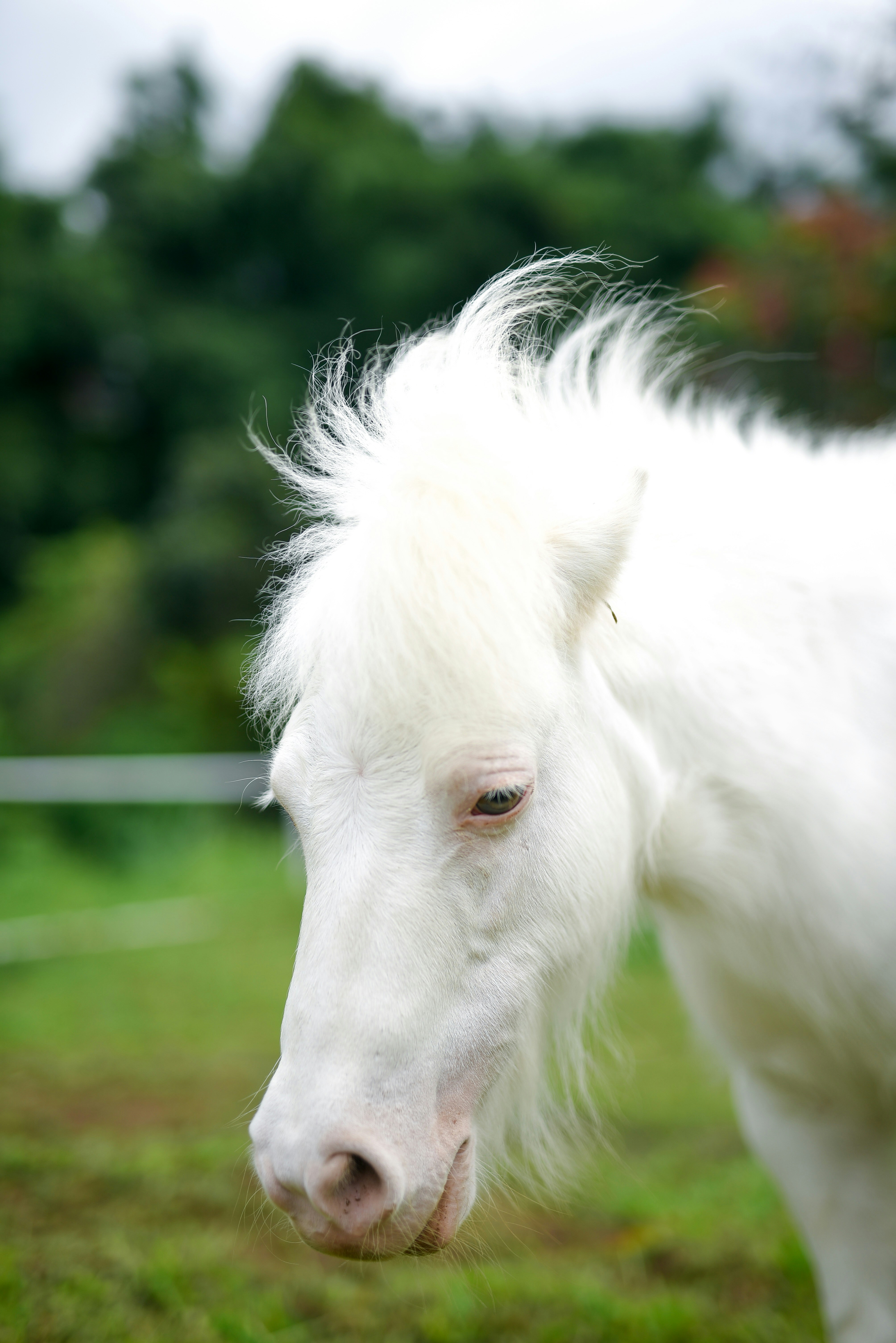 White Pony in Pasture: A Quiet Moment with Sunlit Mane