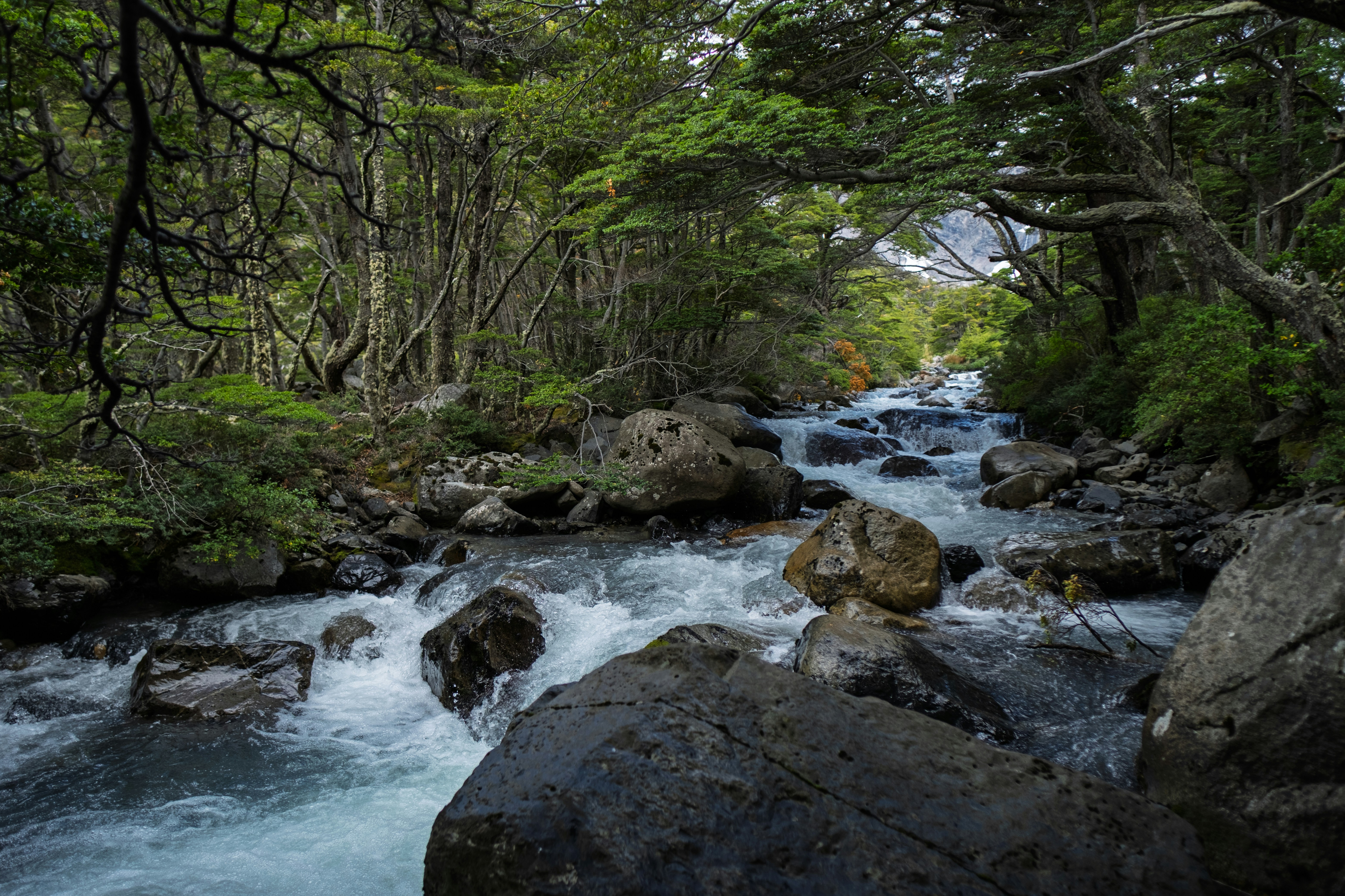 Une rivière impétueuse serpente à travers une forêt luxuriante. photo ...