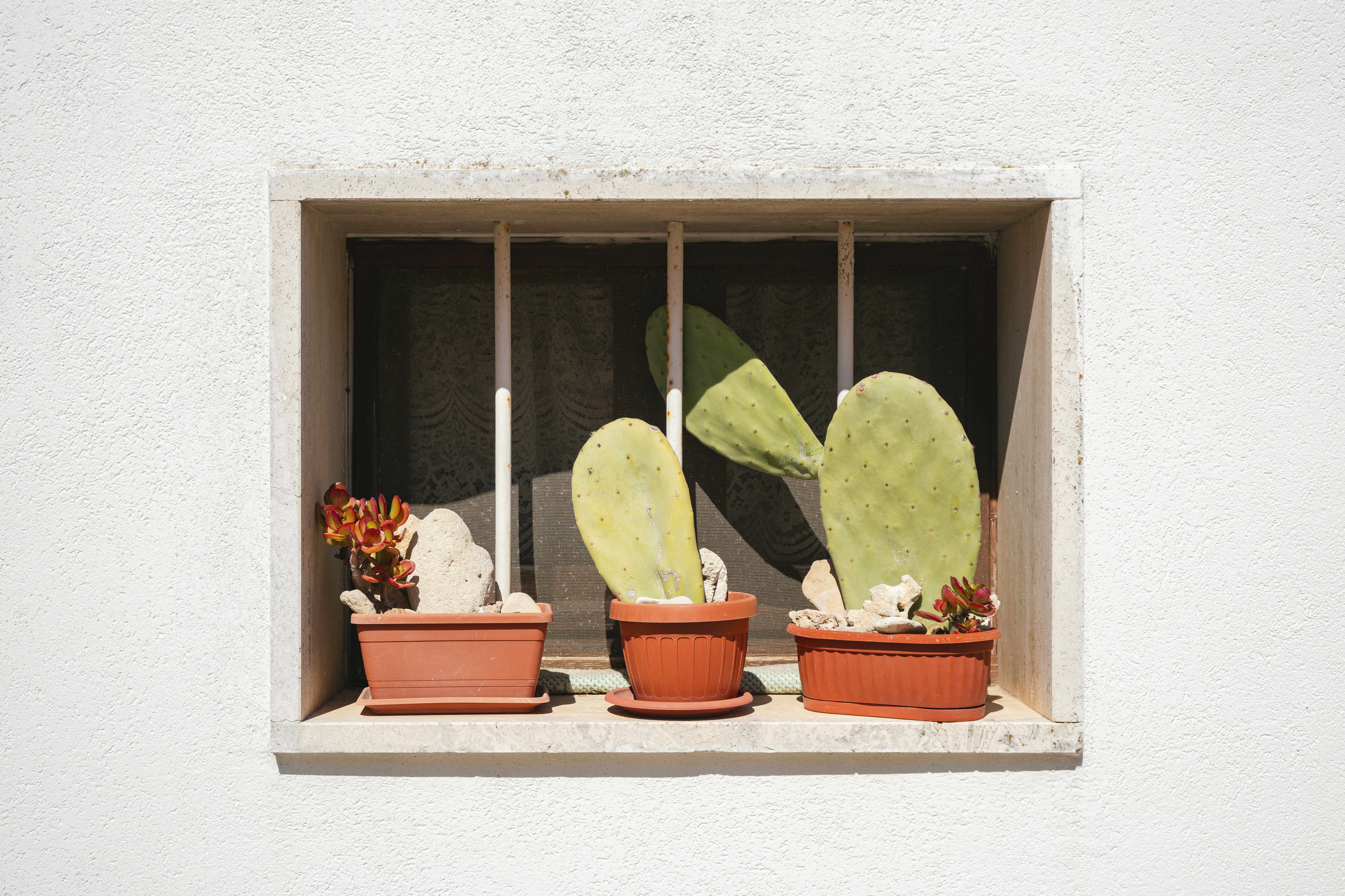 Three-Pot Prickly Trio in a Sunlit Windowsill