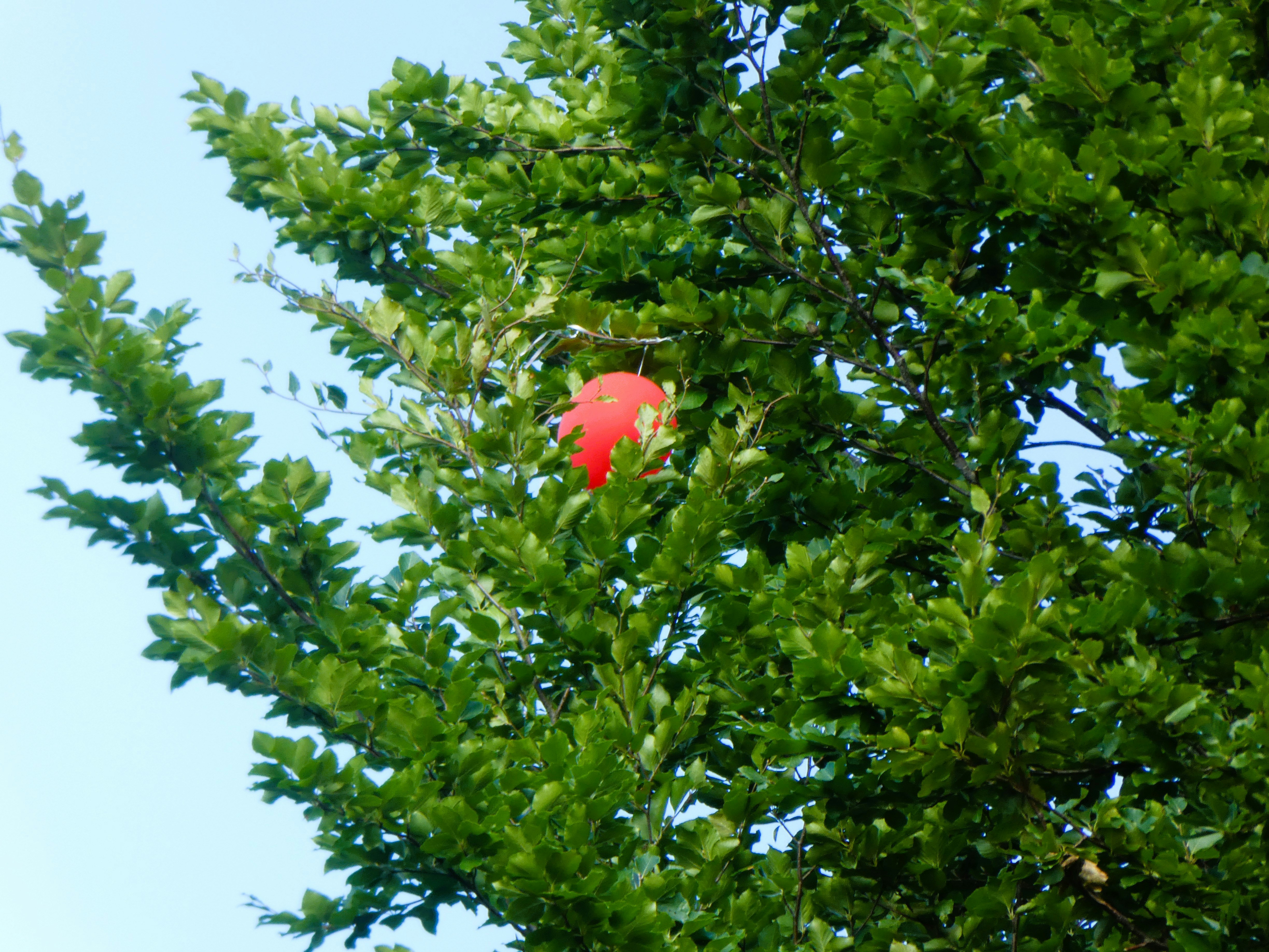 Bright red fruit partially hidden among dense green leaves, set against a pale blue sky.