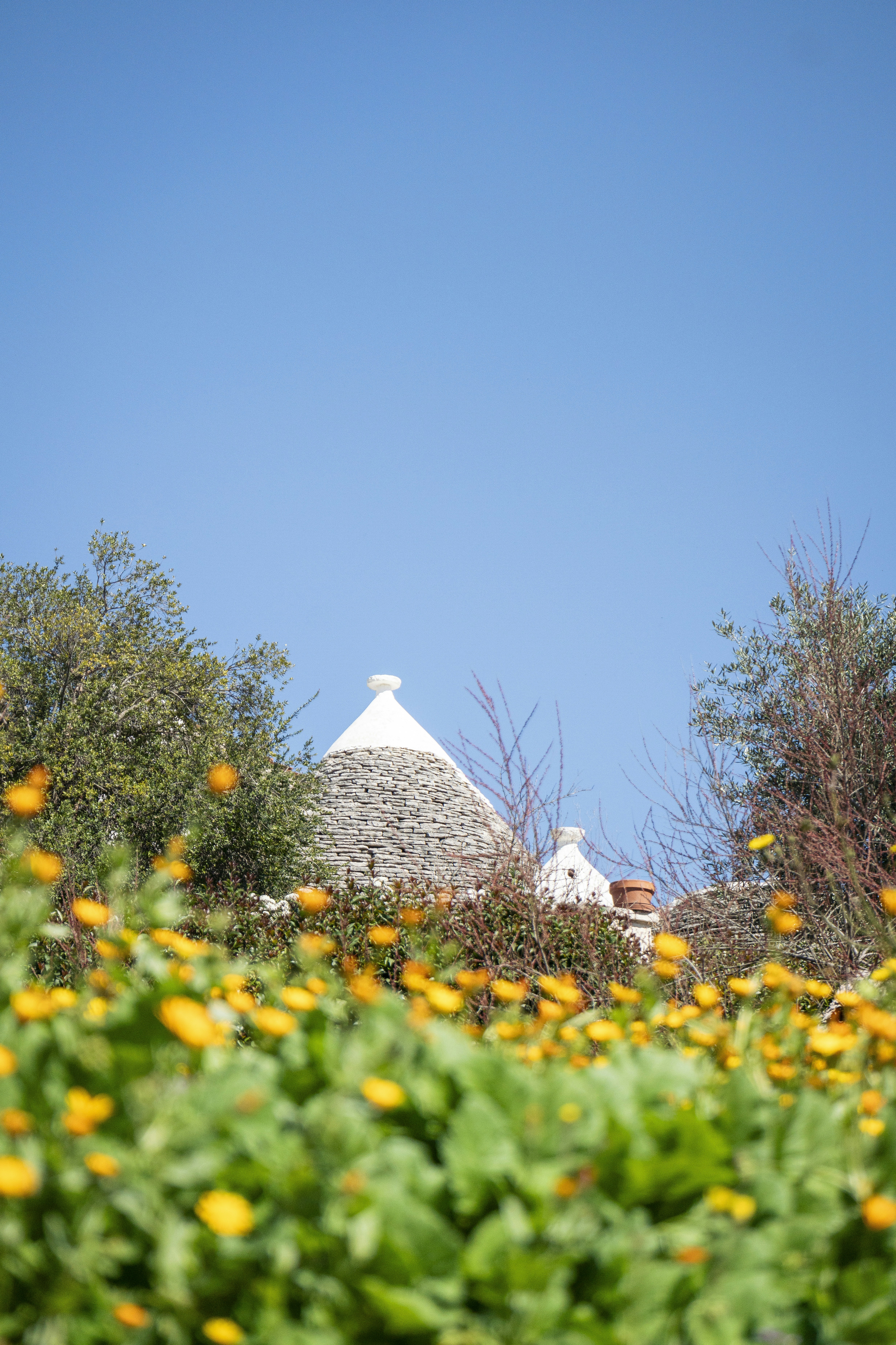 Whimsical Rooftops Amid Blossoming Fields