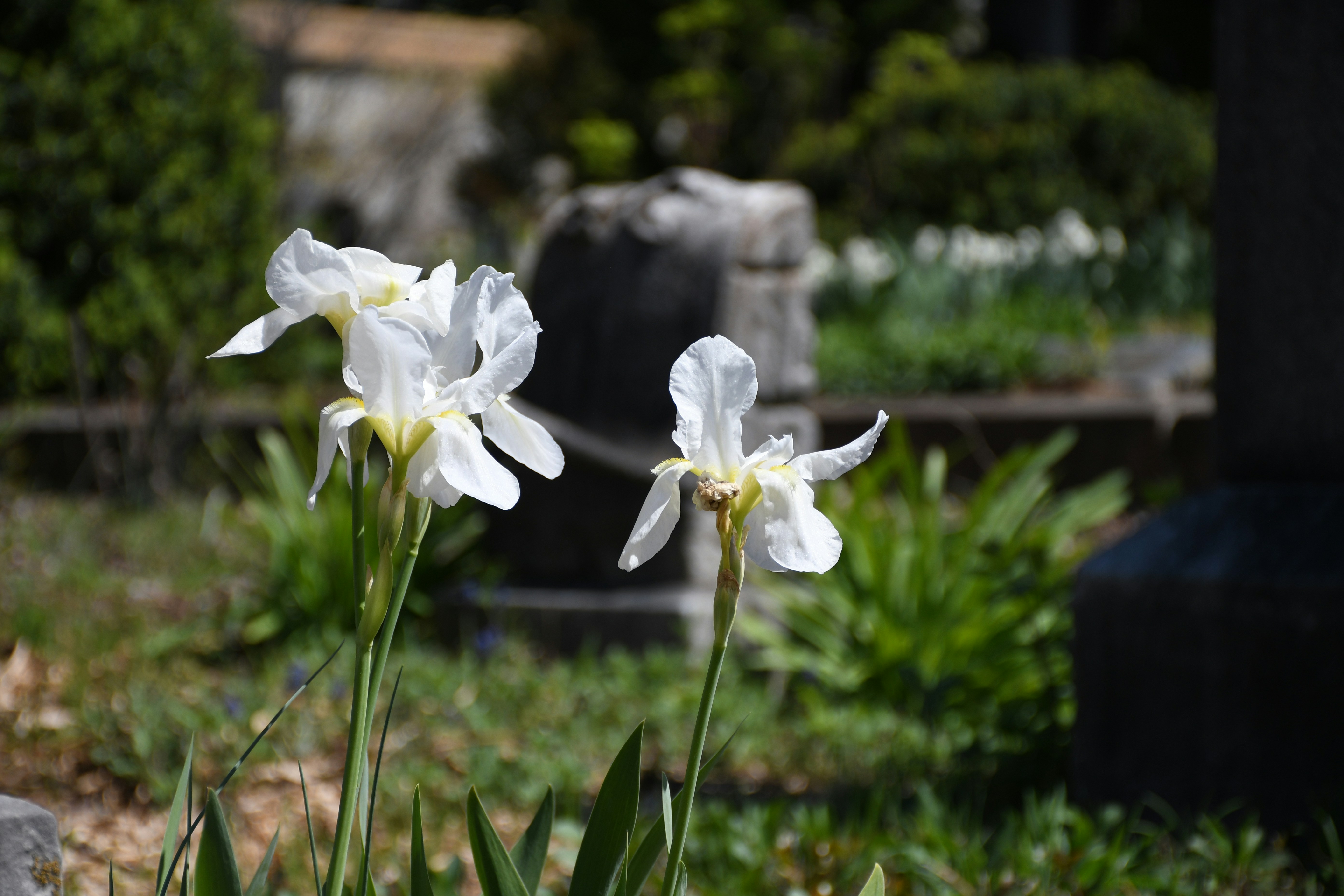 White irises bloom in a cemetery garden.
