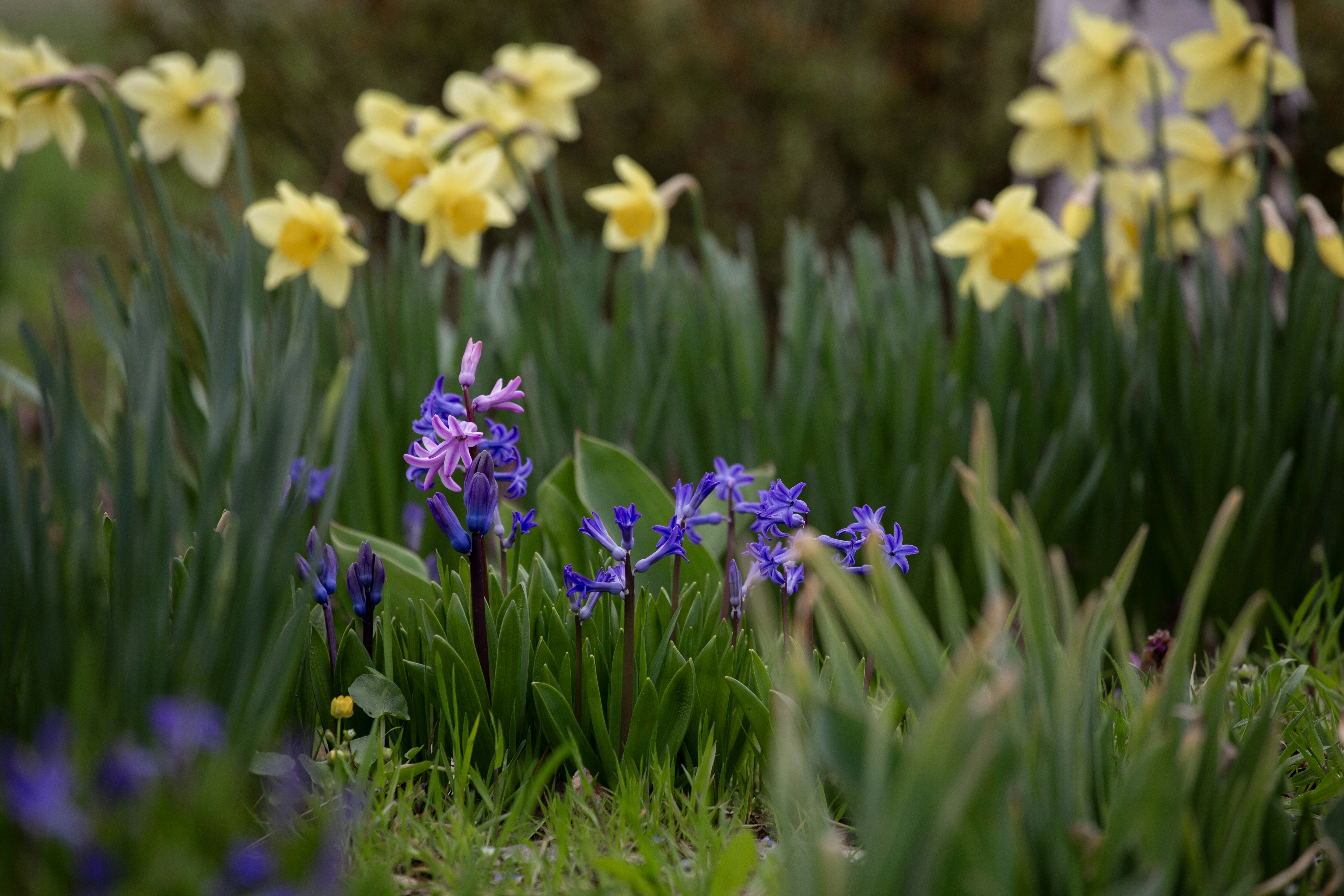 Spring flowers bloom beautifully in the garden. photo – Free Flowers ...