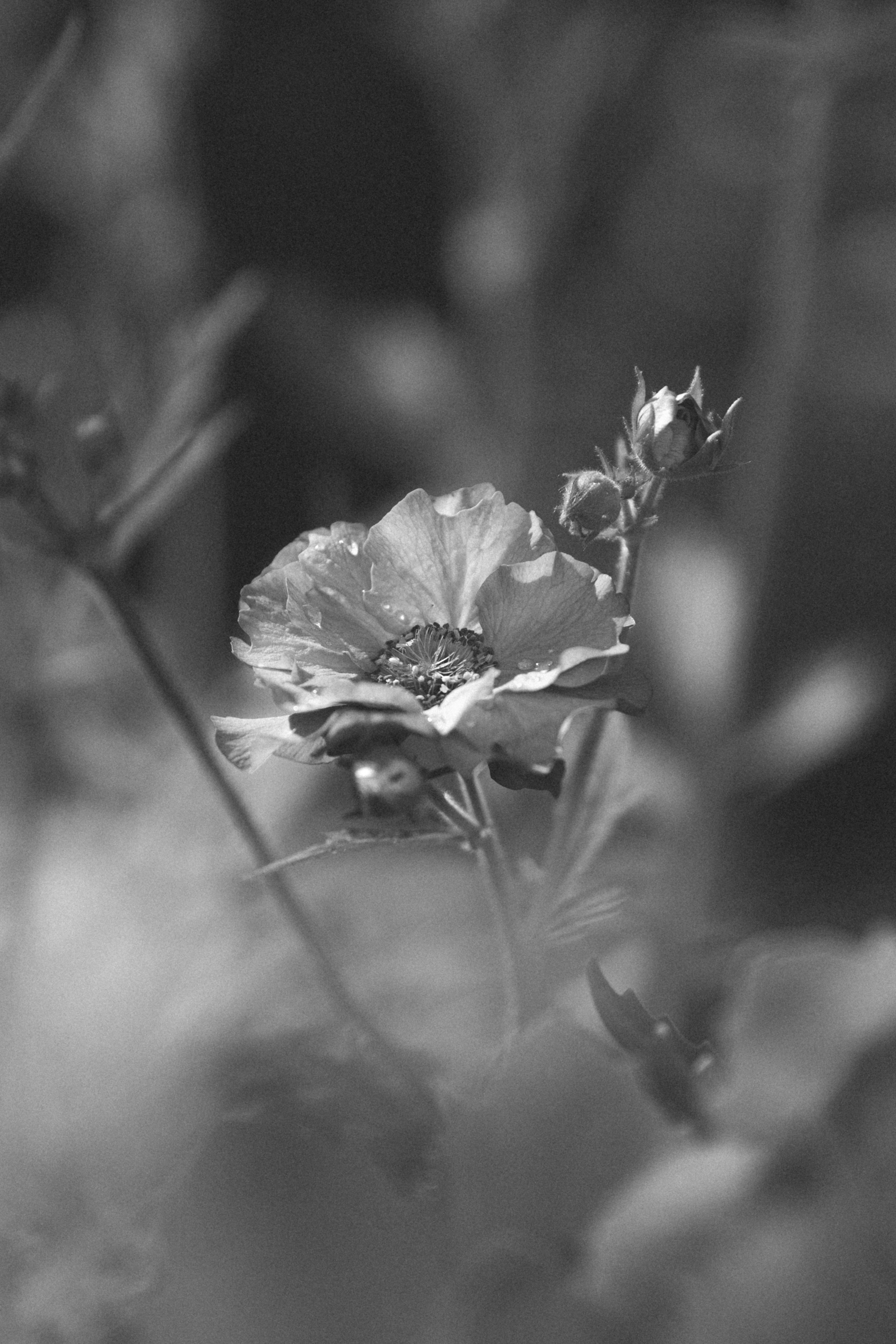 Whispers of Nature: A Floral Reverie