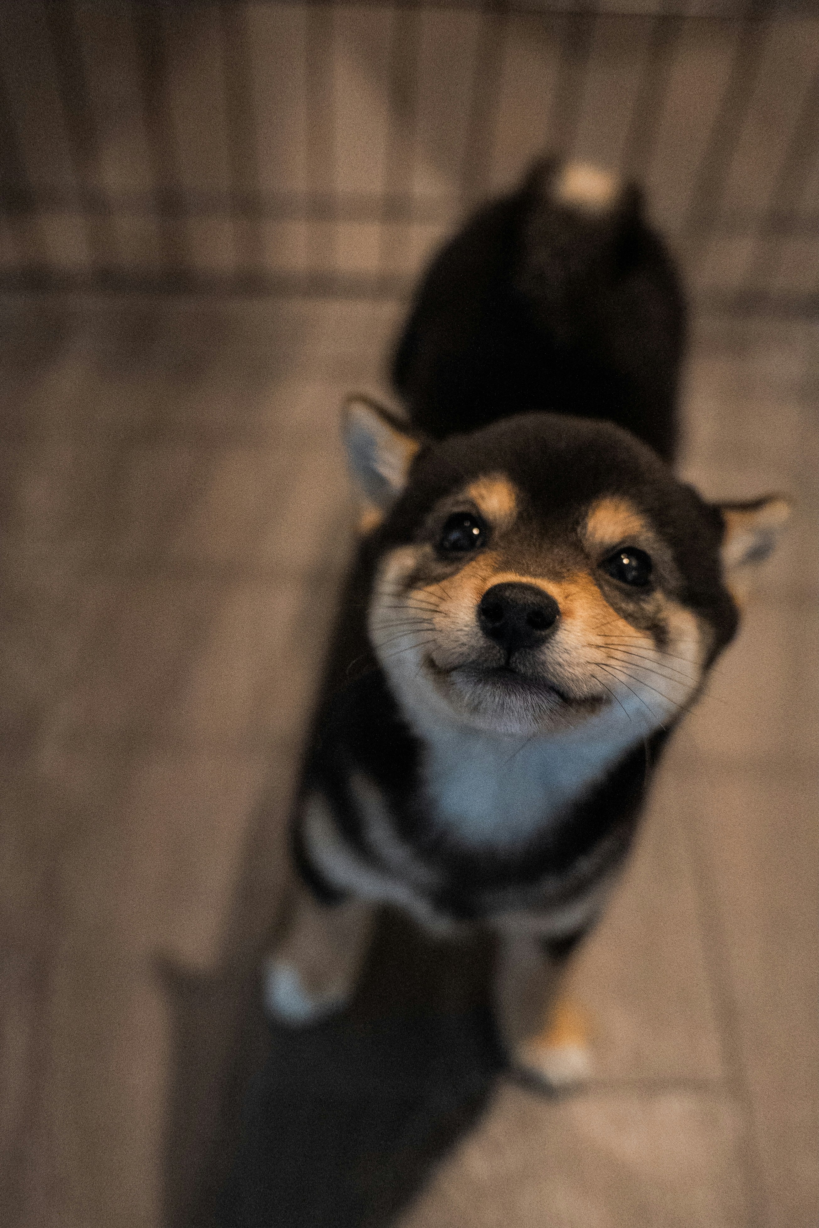 A Shiba Inu puppy looking up with an inquisitive expression, showcasing its playful nature against a blurred background.