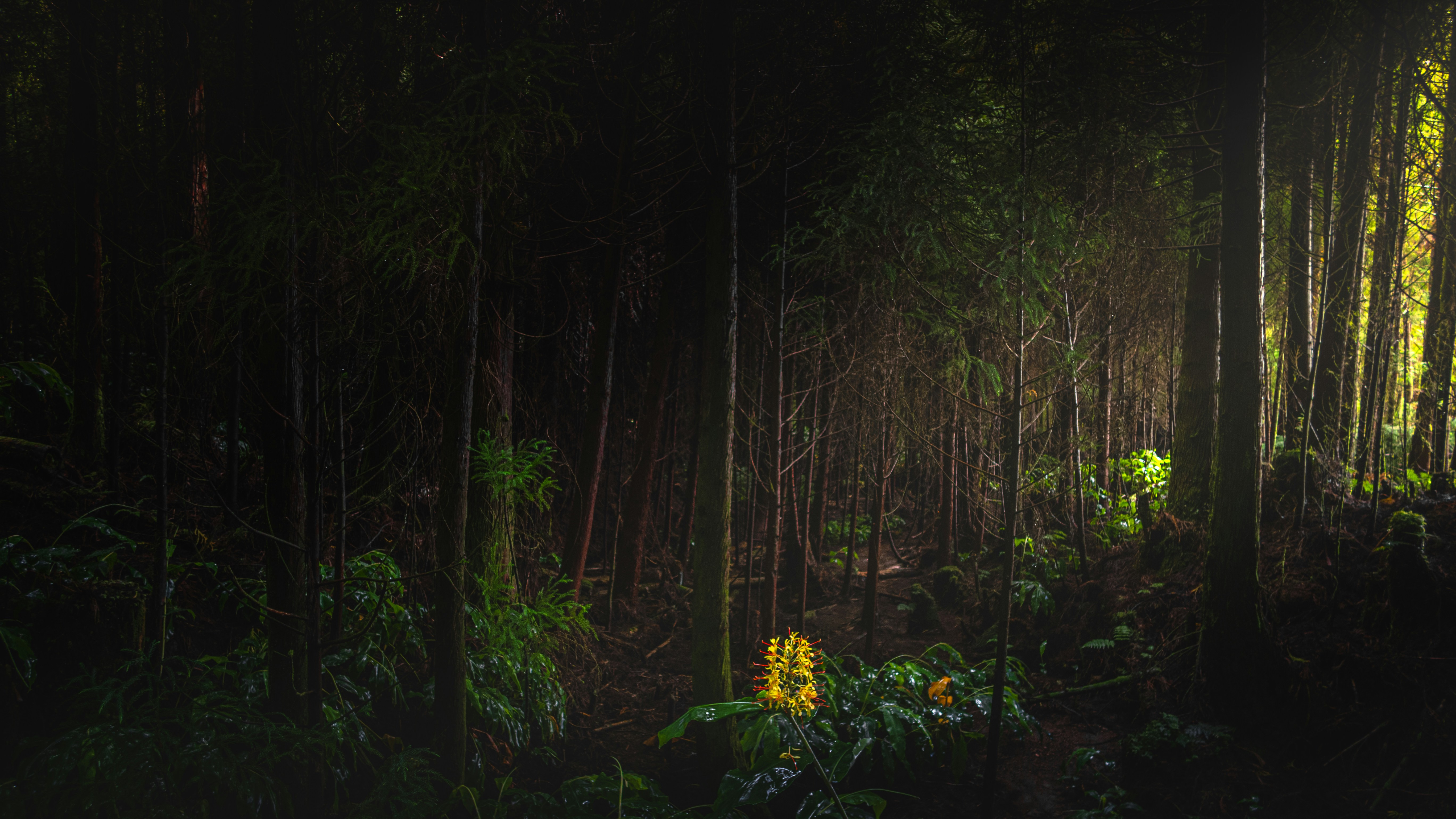 Sunlit Glade: A Forest's Hidden Gem