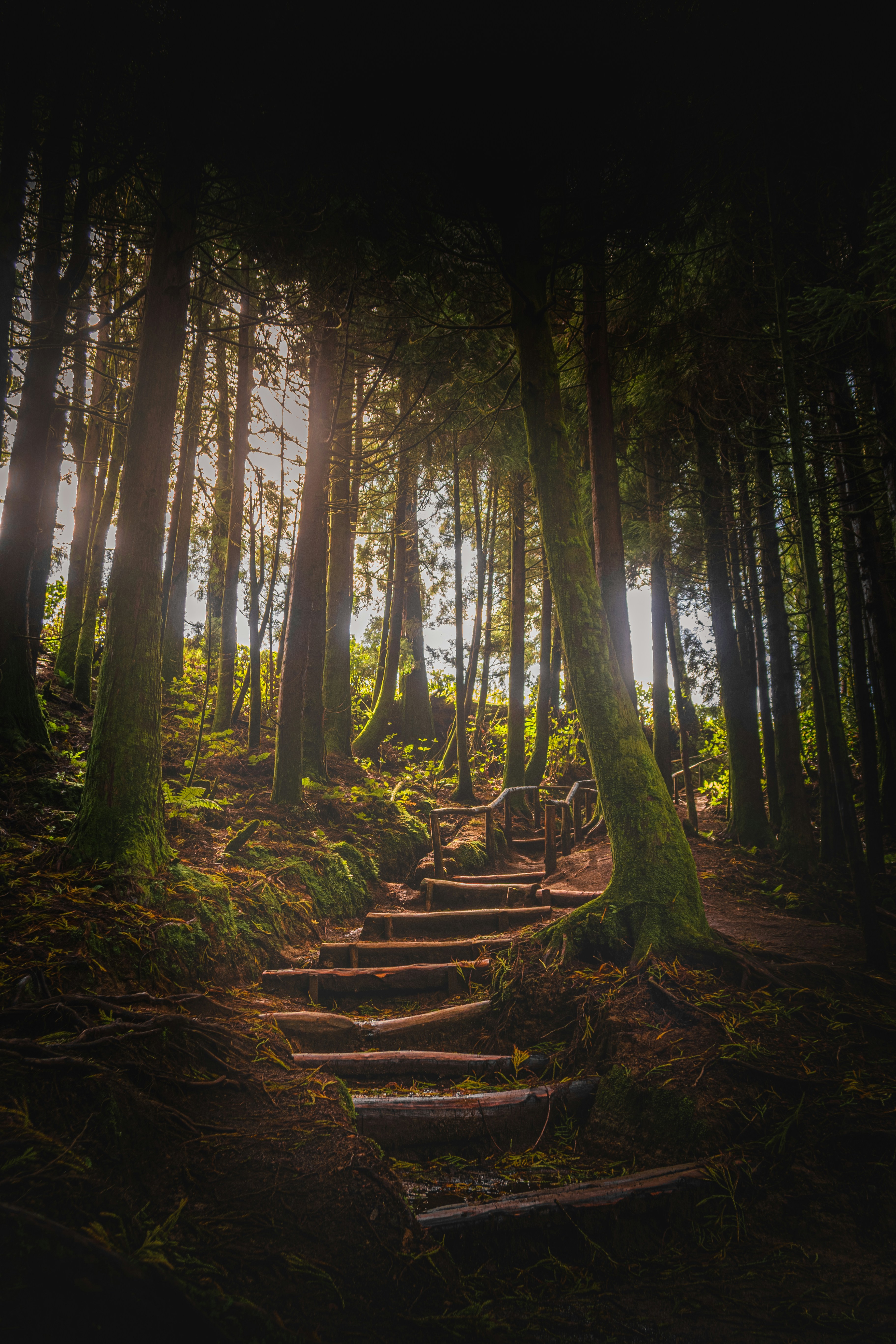 Moss-covered steps leading through a dimly lit forest canopy with sunlight filtering through tall trees.