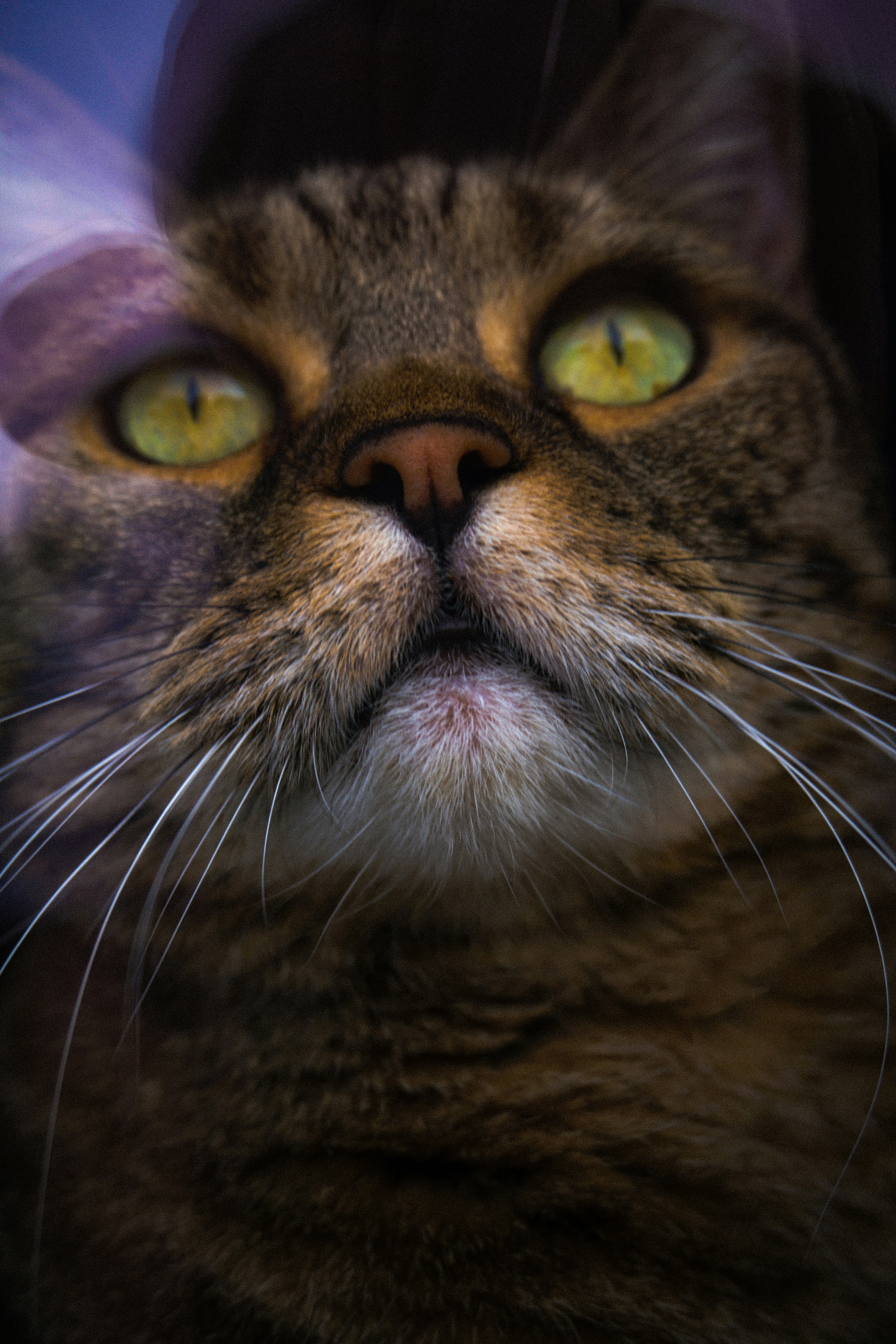 Emerald Gaze: Close-Up of a Tabby's Curious Look