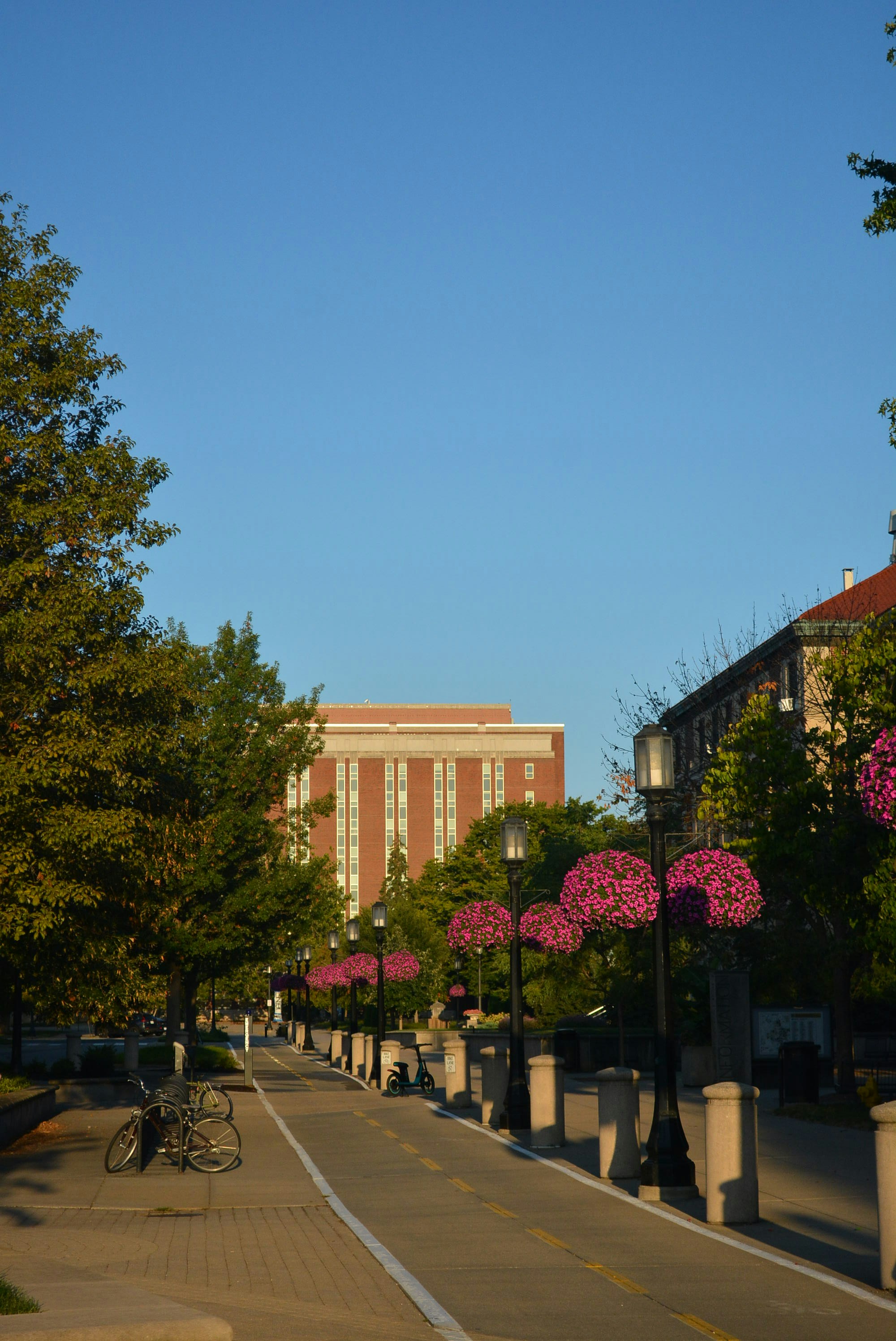 Tree-lined street with pink flowers and a distant brick building under a clear blue sky.