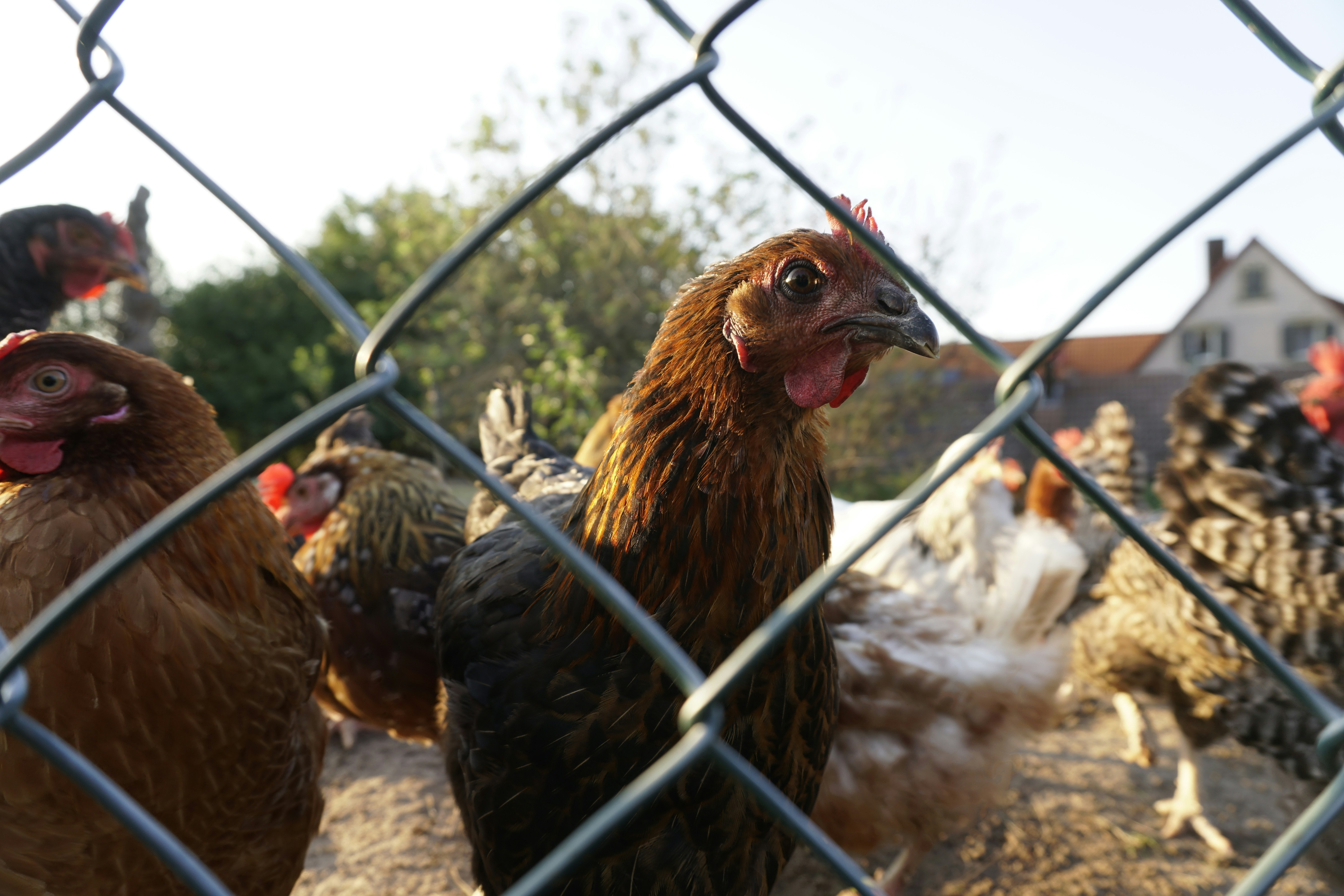 A Curious Roost: Chickens Gather at the Fence