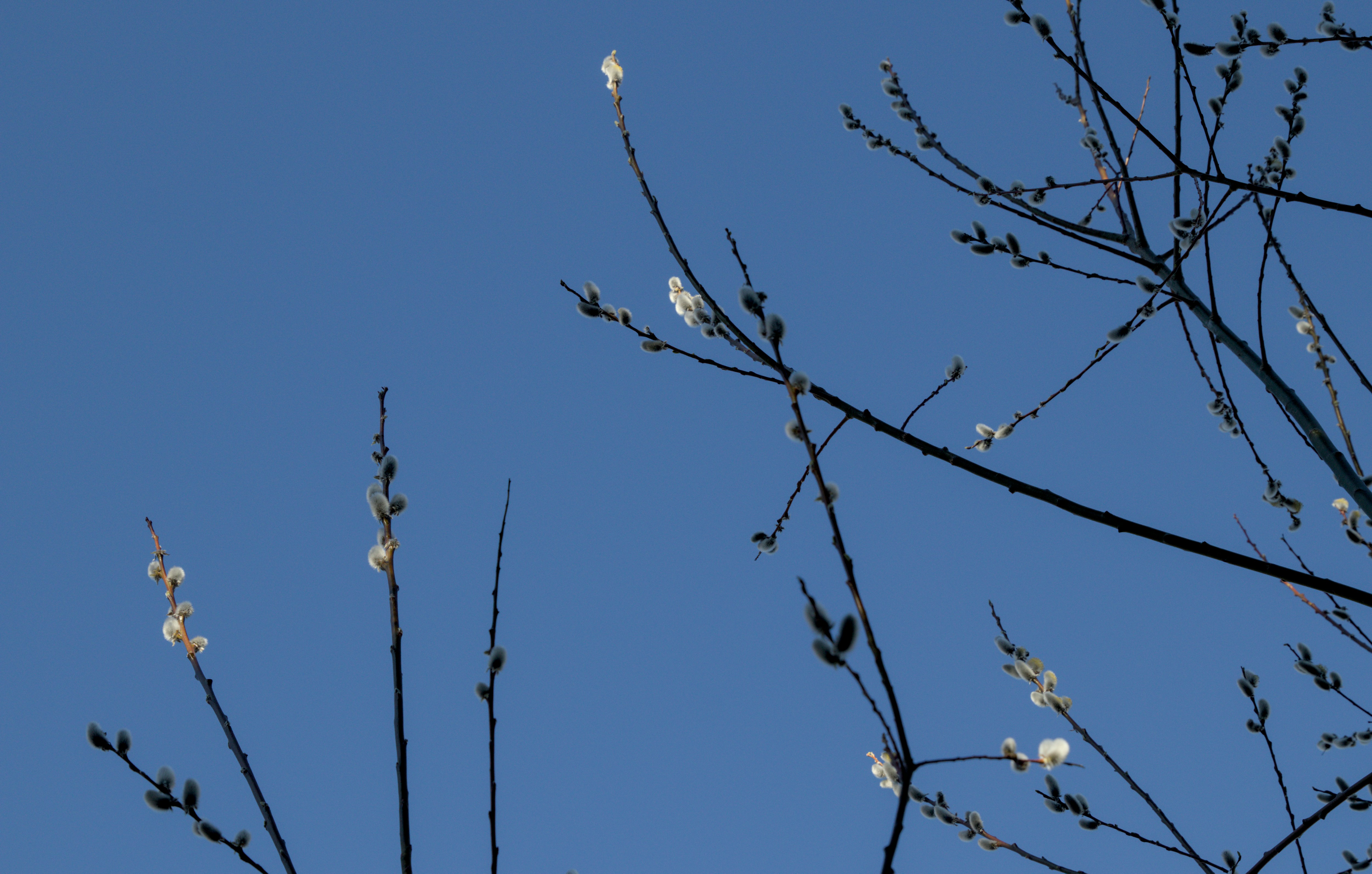 Delicate branches adorned with budding flowers reach towards a vibrant blue sky. The image captures the essence of renewal and the transition of seasons.