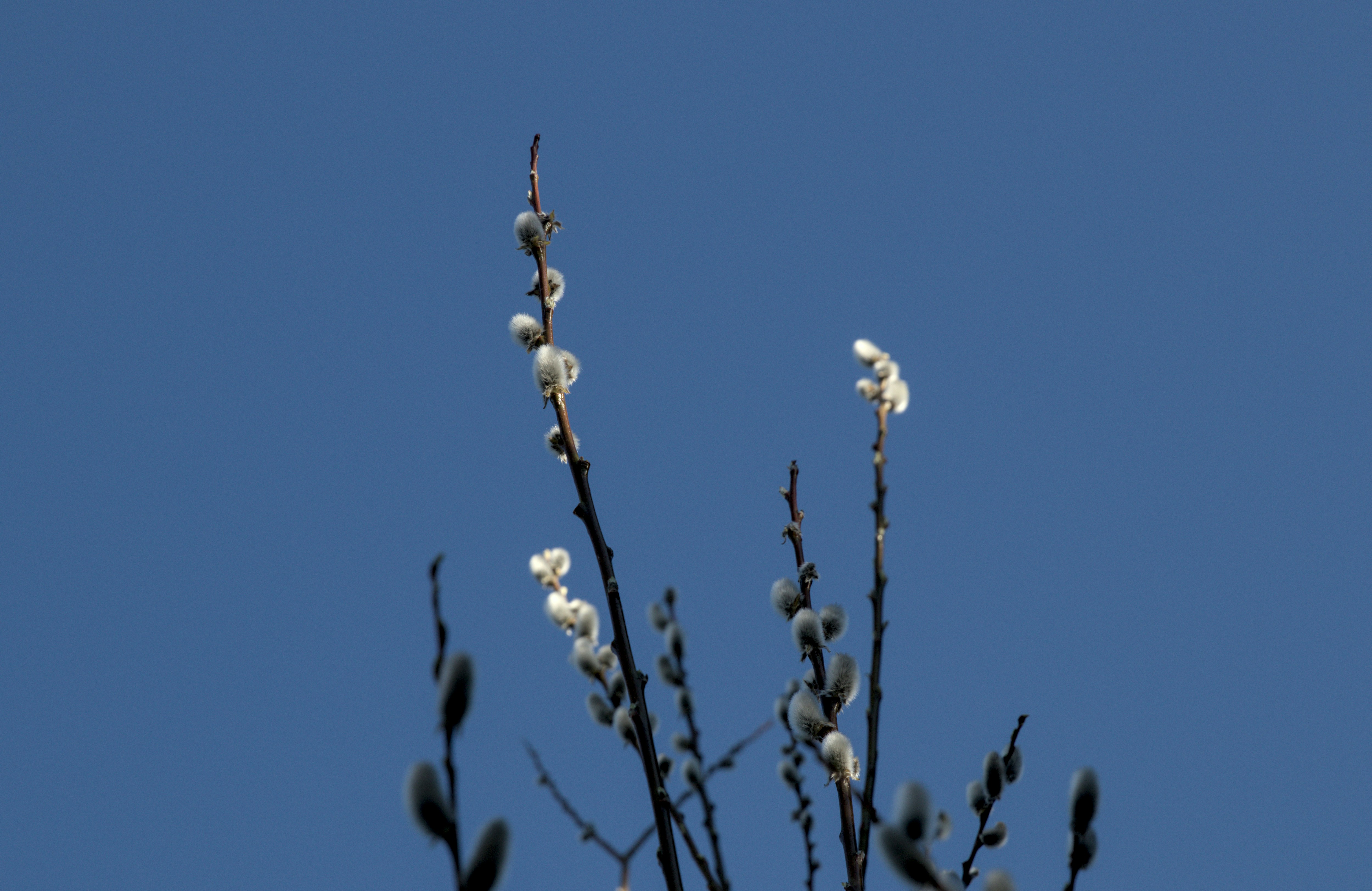 Photo by Ivona Rož with Canon EOS 77D