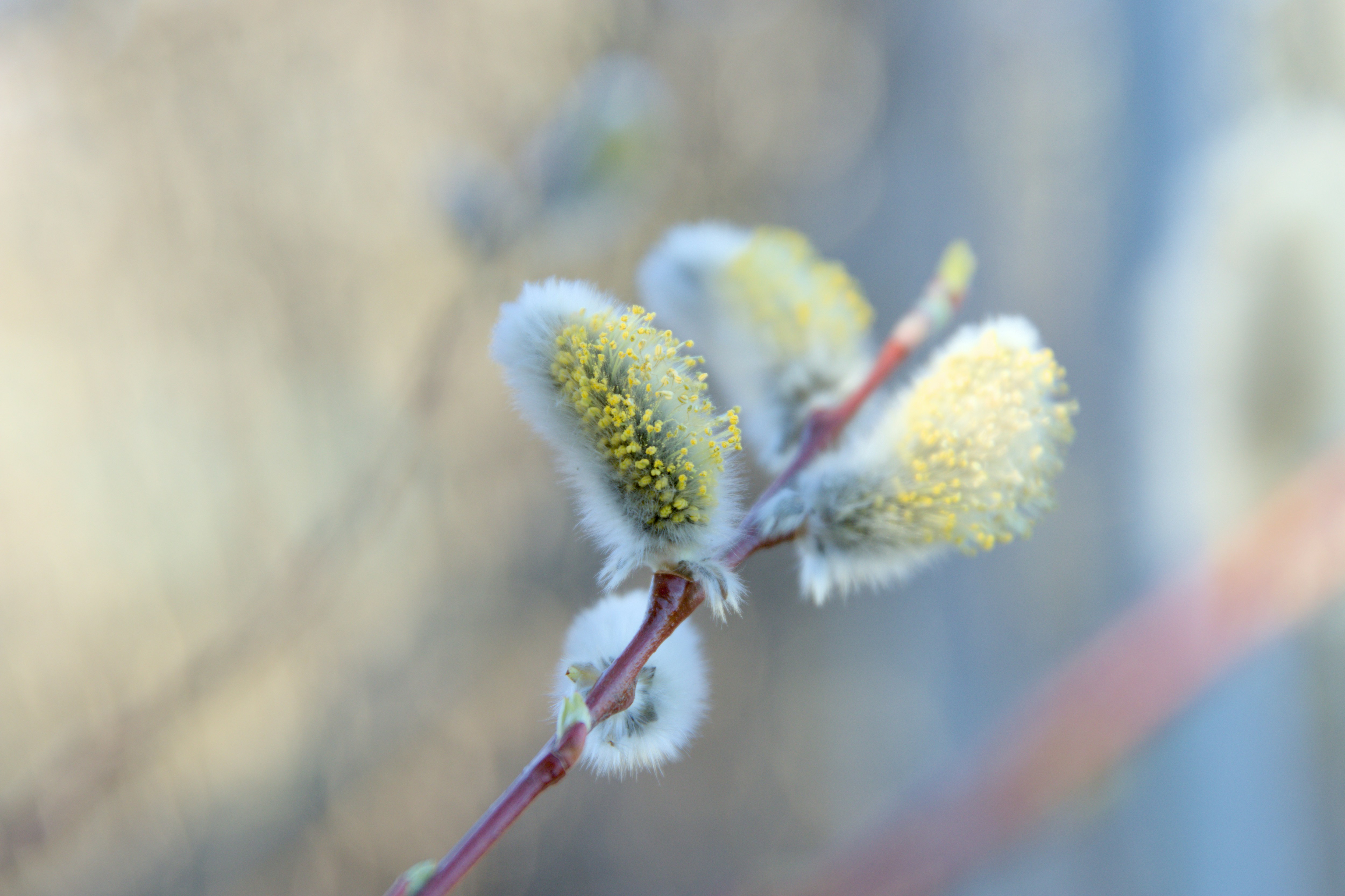 Photo by Ivona Rož with Canon EOS 77D