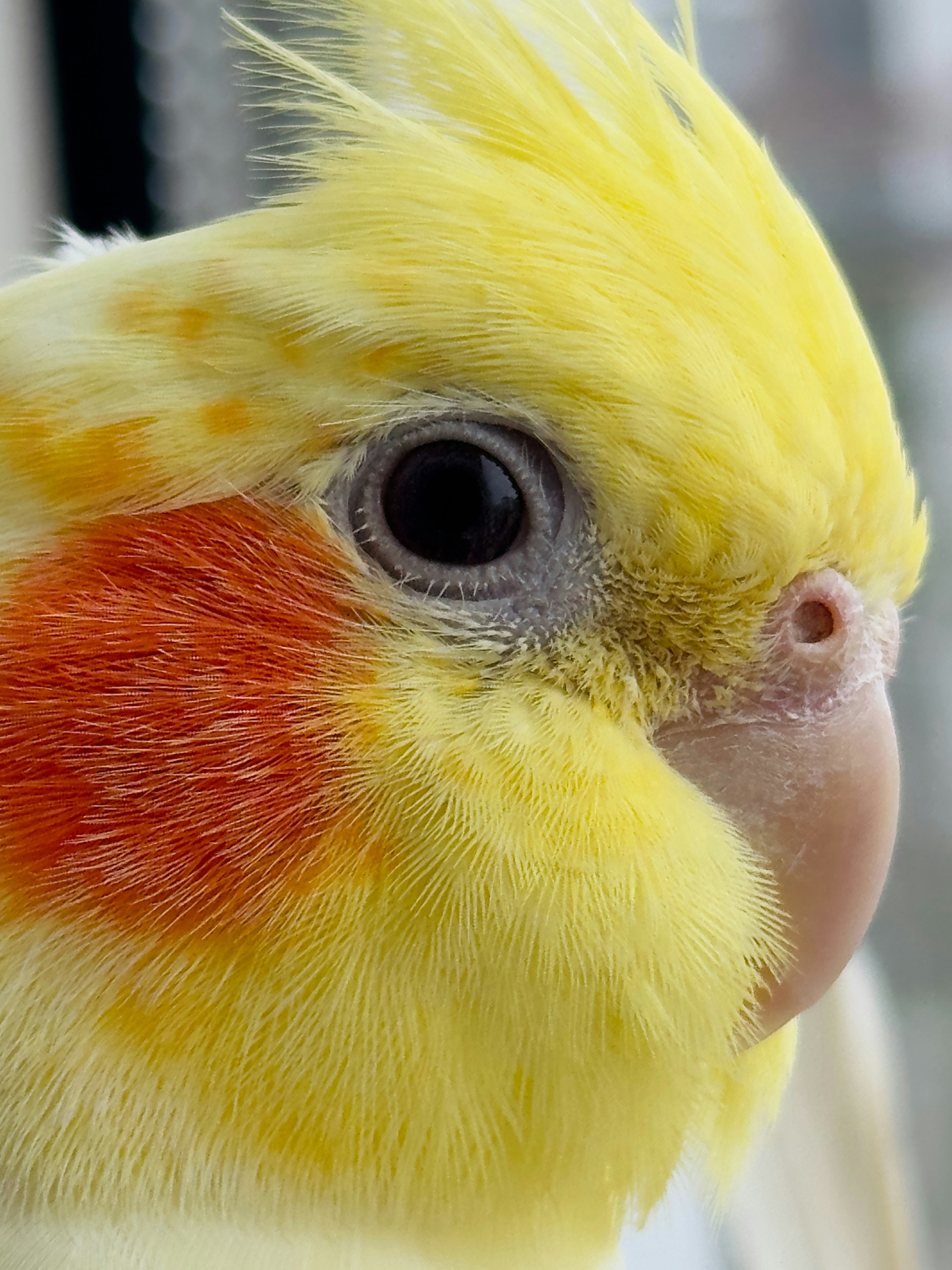 A close-up of a yellow cockatiel's face. photo – Free Animal Image on ...