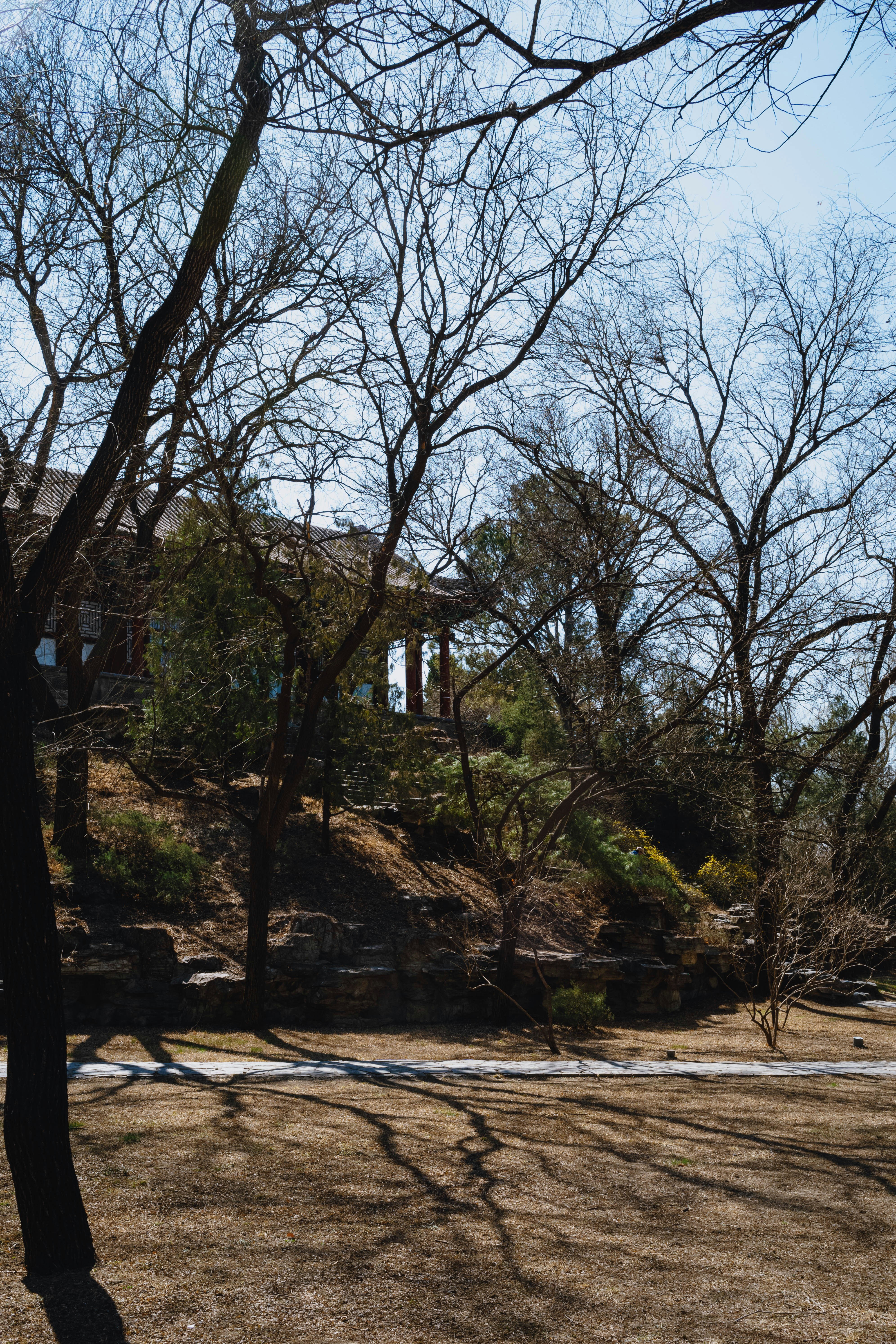 Leafless trees casting intricate shadows on a grassy hillside under a clear sky.
