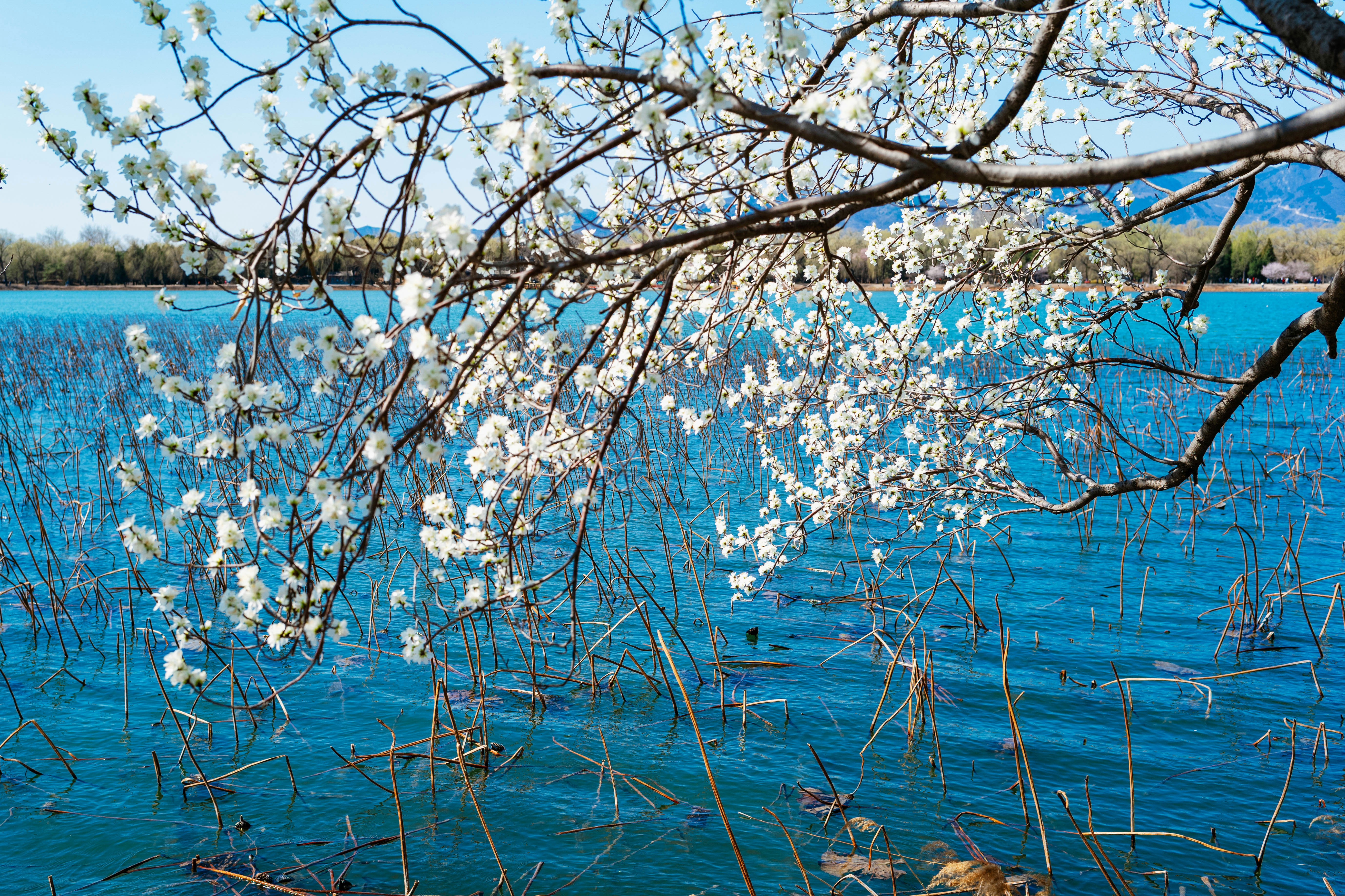 Blossoms Over Blue Waters