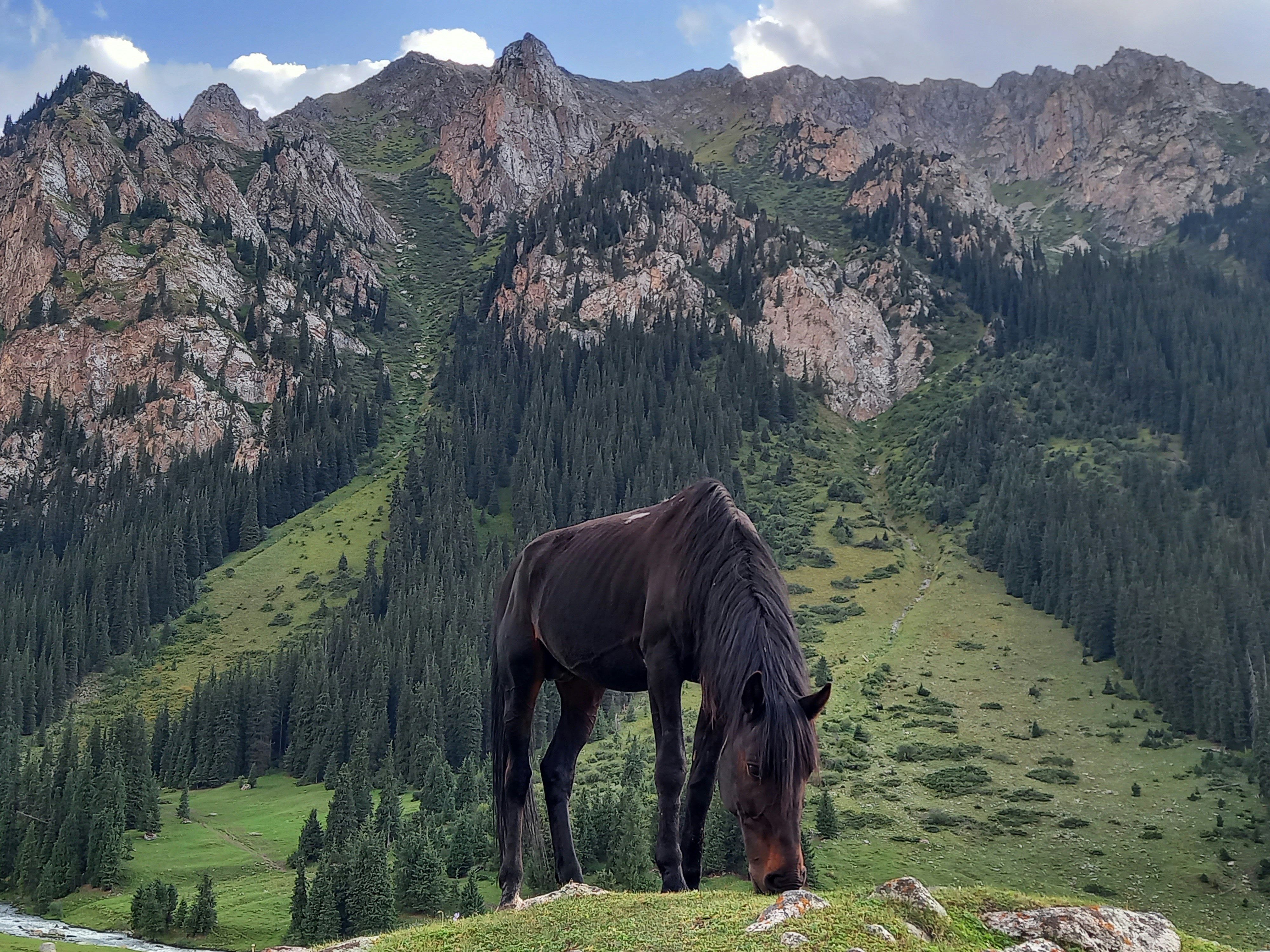 Dark horse grazing on a grassy alpine slope framed by pine forests and jagged peaks in the background.