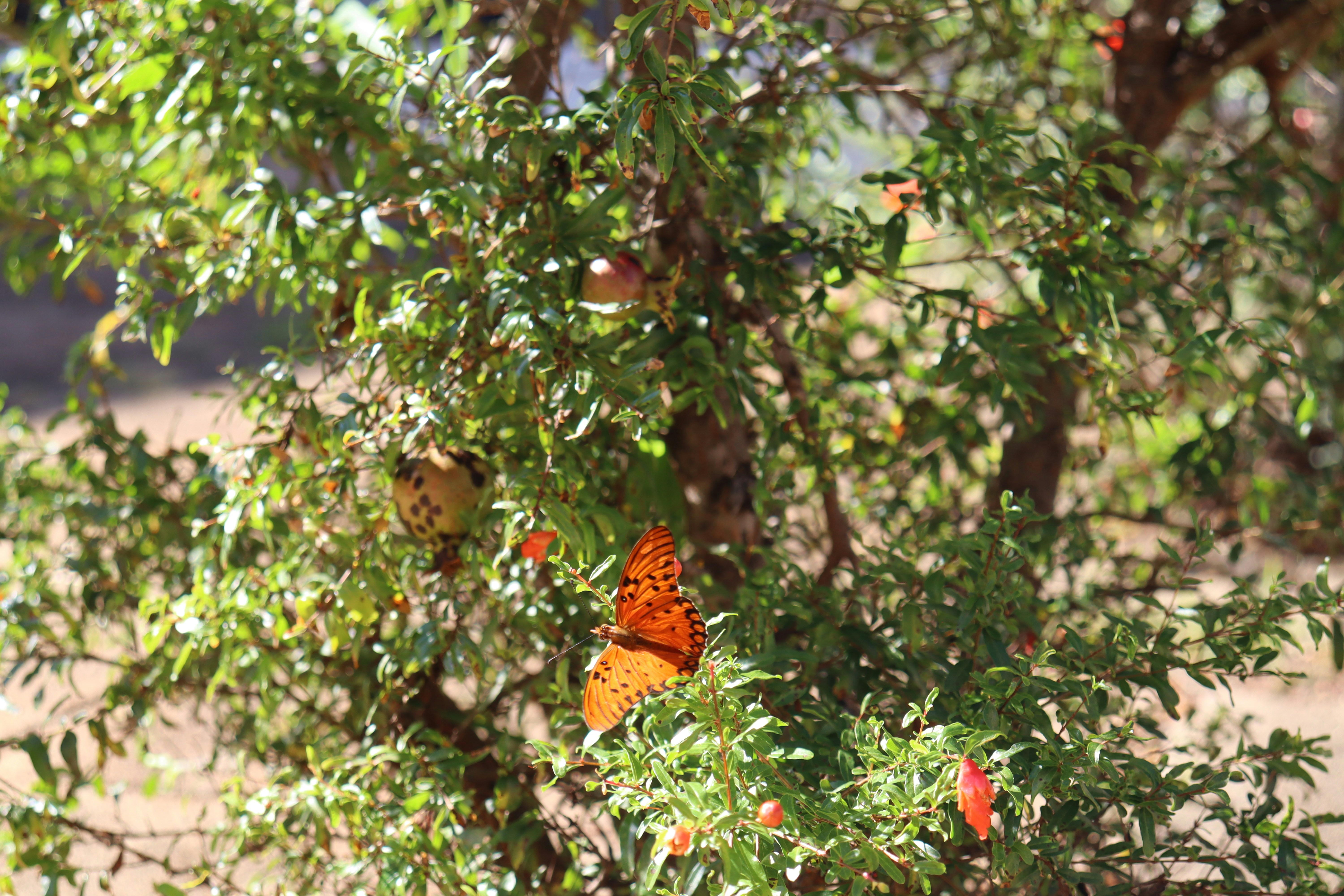 Dance of the Monarchs in Sunlit Foliage