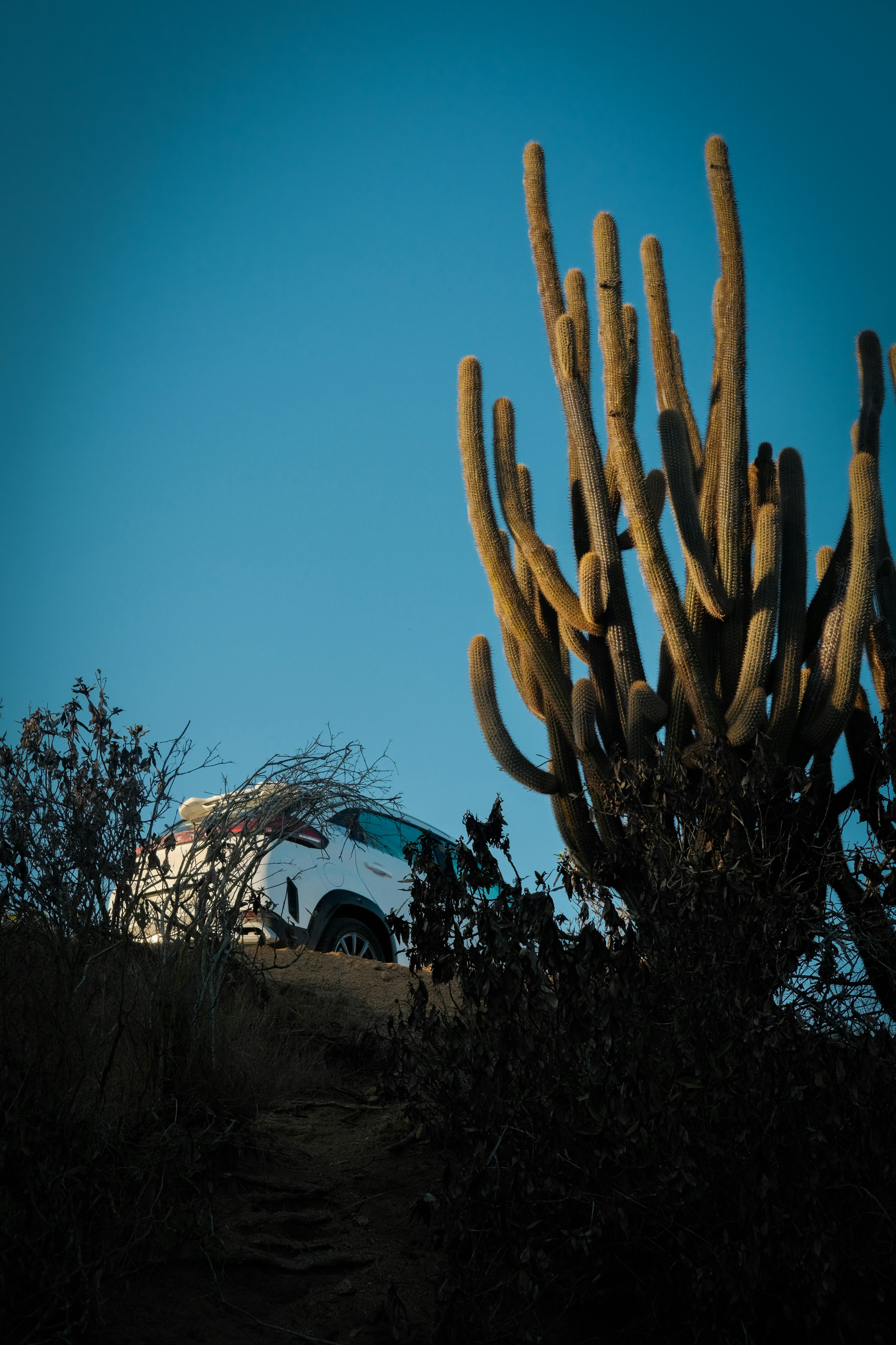 Silent Arcadia: White SUV Framed by a Sentinel Cactus Under a Deep Blue Sky