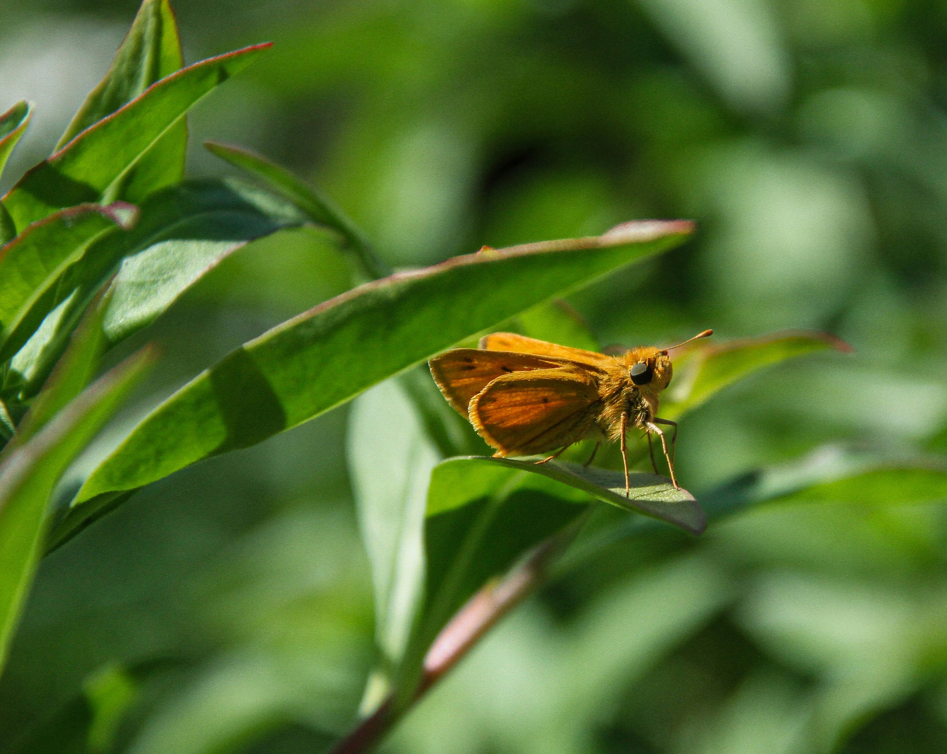 Orange and brown butterfly resting on a green leaf in a sunlit garden.