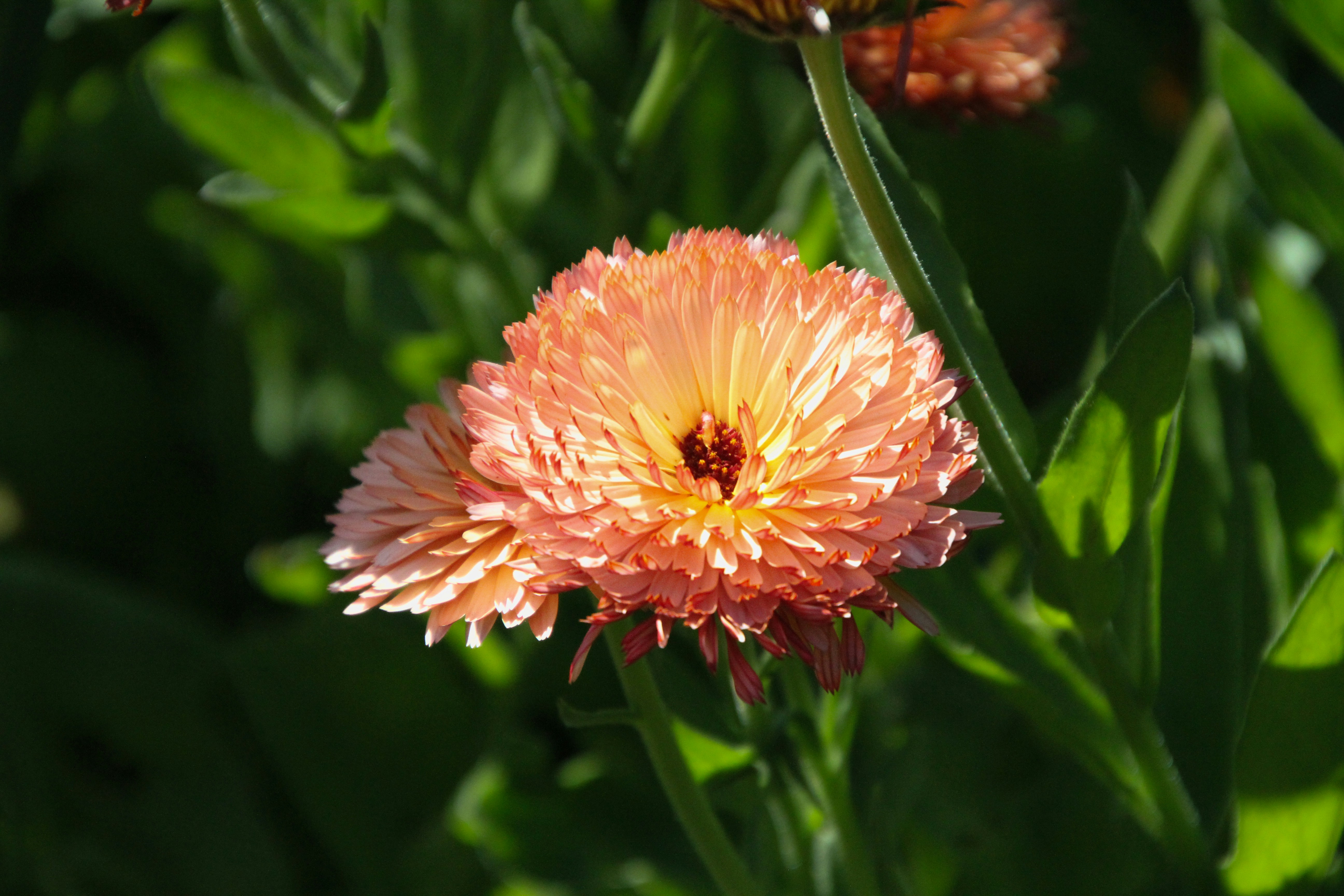 Sunlit Peach Blossom: Layered Petals in a Quiet Garden