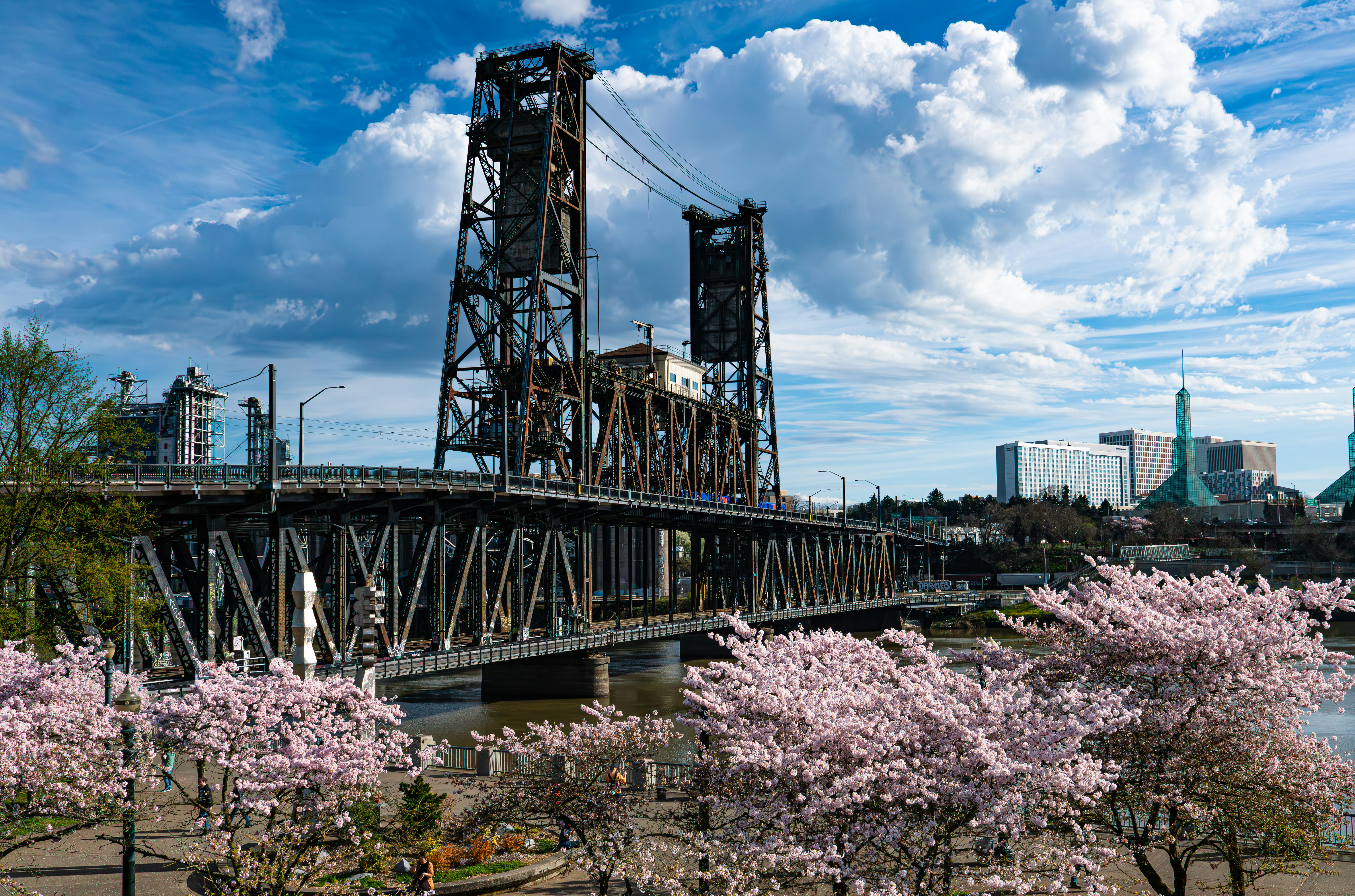 Blossoms and Bridges: Portland's Springtime Symphony