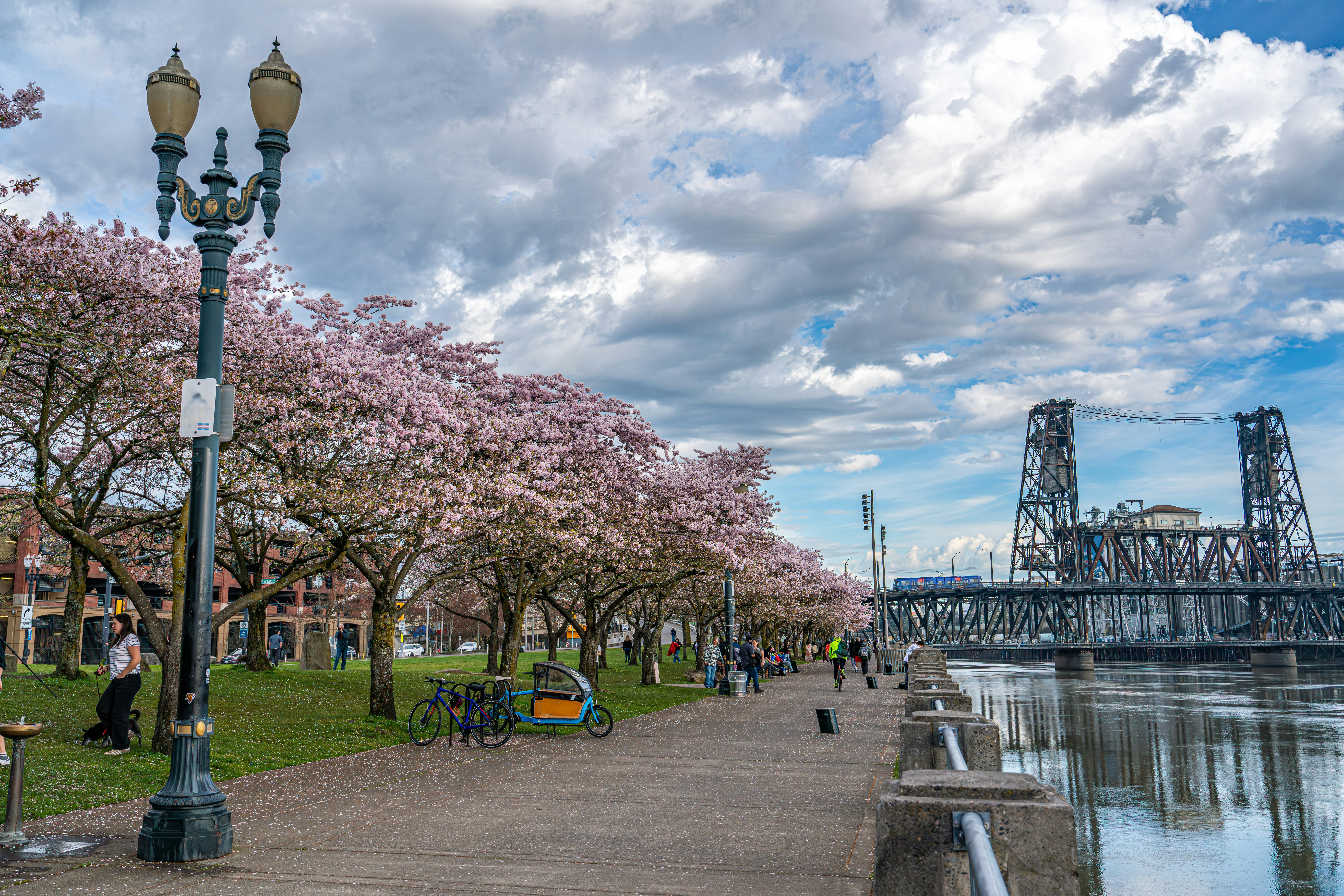 Cherry blossom trees lining a riverside walkway with a bridge in the background. People enjoy leisurely activities along the path.