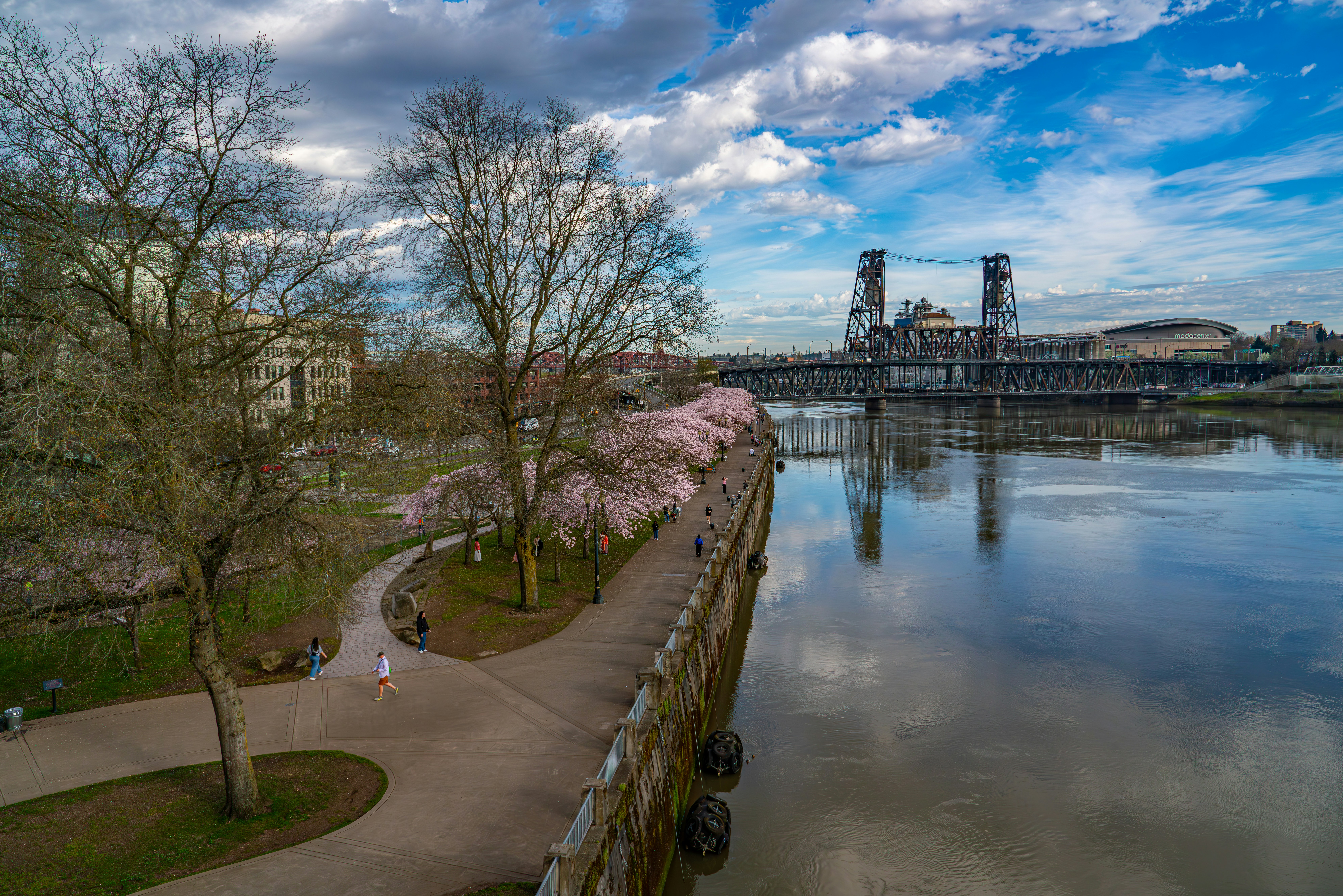A riverfront park with flowering trees and a bridge. photo – Free ...