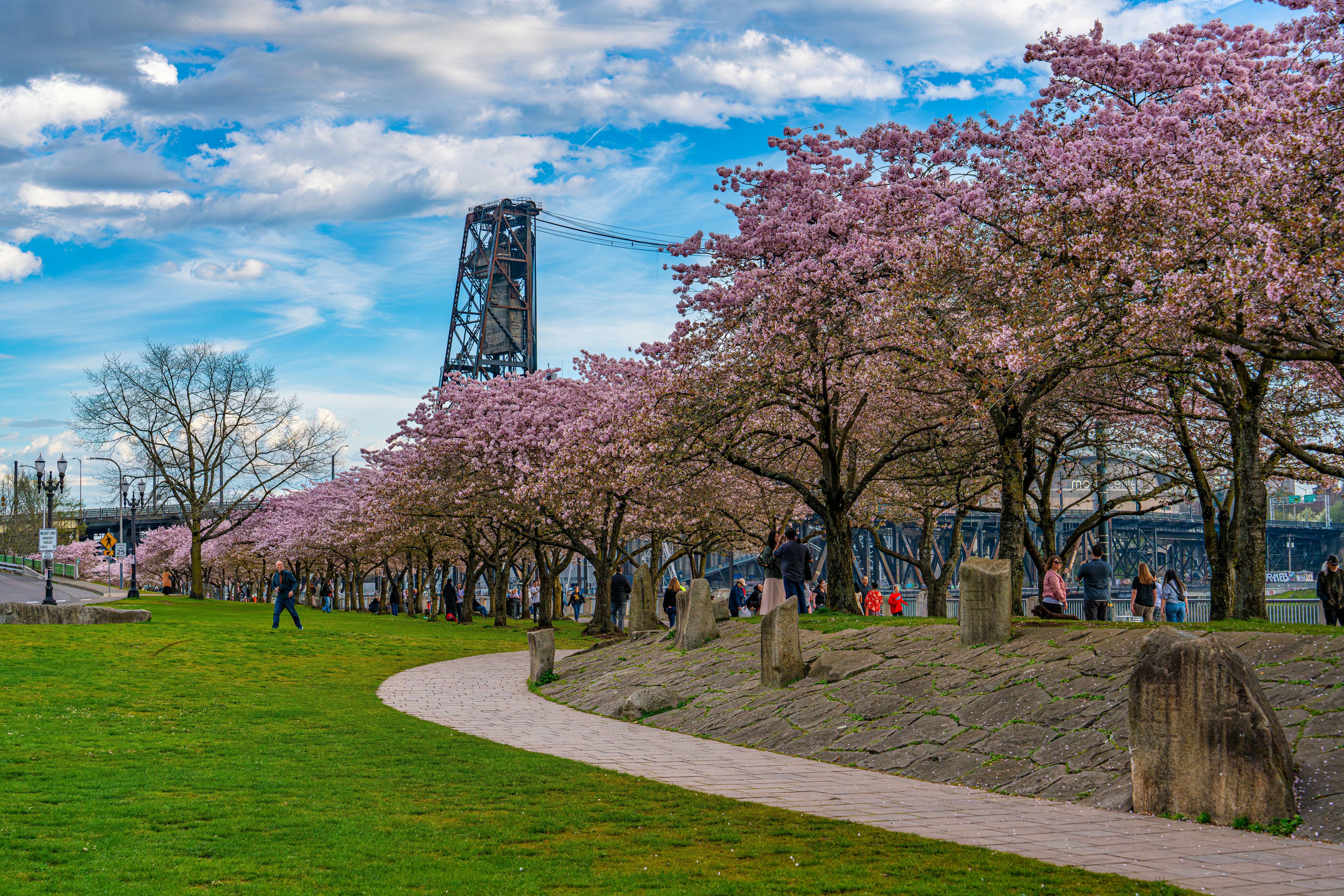 Each spring, Tom McCall Waterfront Park in Portland, Oregon, transforms into a breathtaking display of delicate pink and white cherry blossoms. The park’s iconic row of 100 Akebono cherry trees, a gift from Japan in 1990, bursts into bloom along the Willamette River, creating a tunnel of soft petals that contrasts beautifully with the city skyline and the Steel Bridge in the background.
