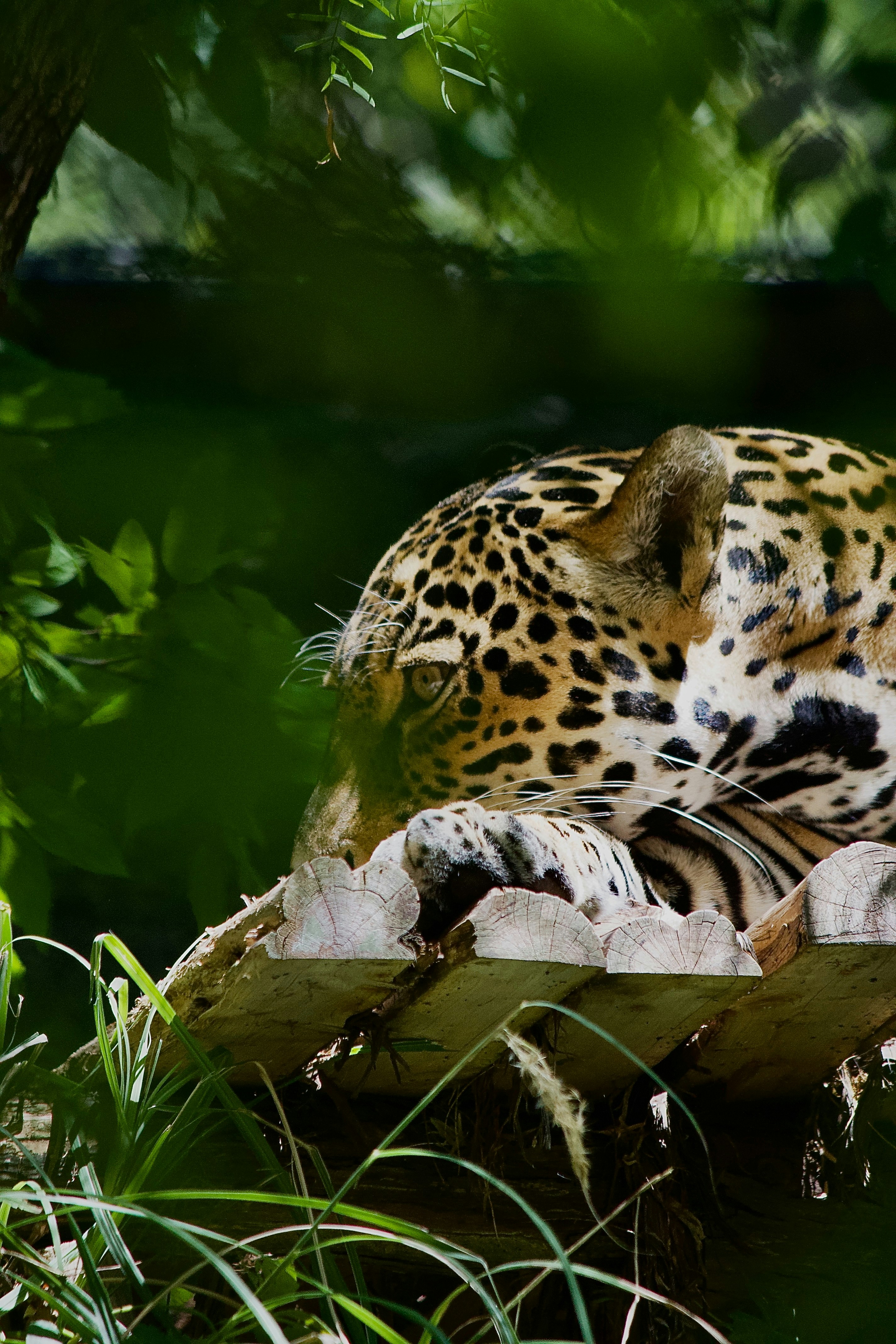 Dappled Rest: Leopard Lounges on a Weathered Timber Platform