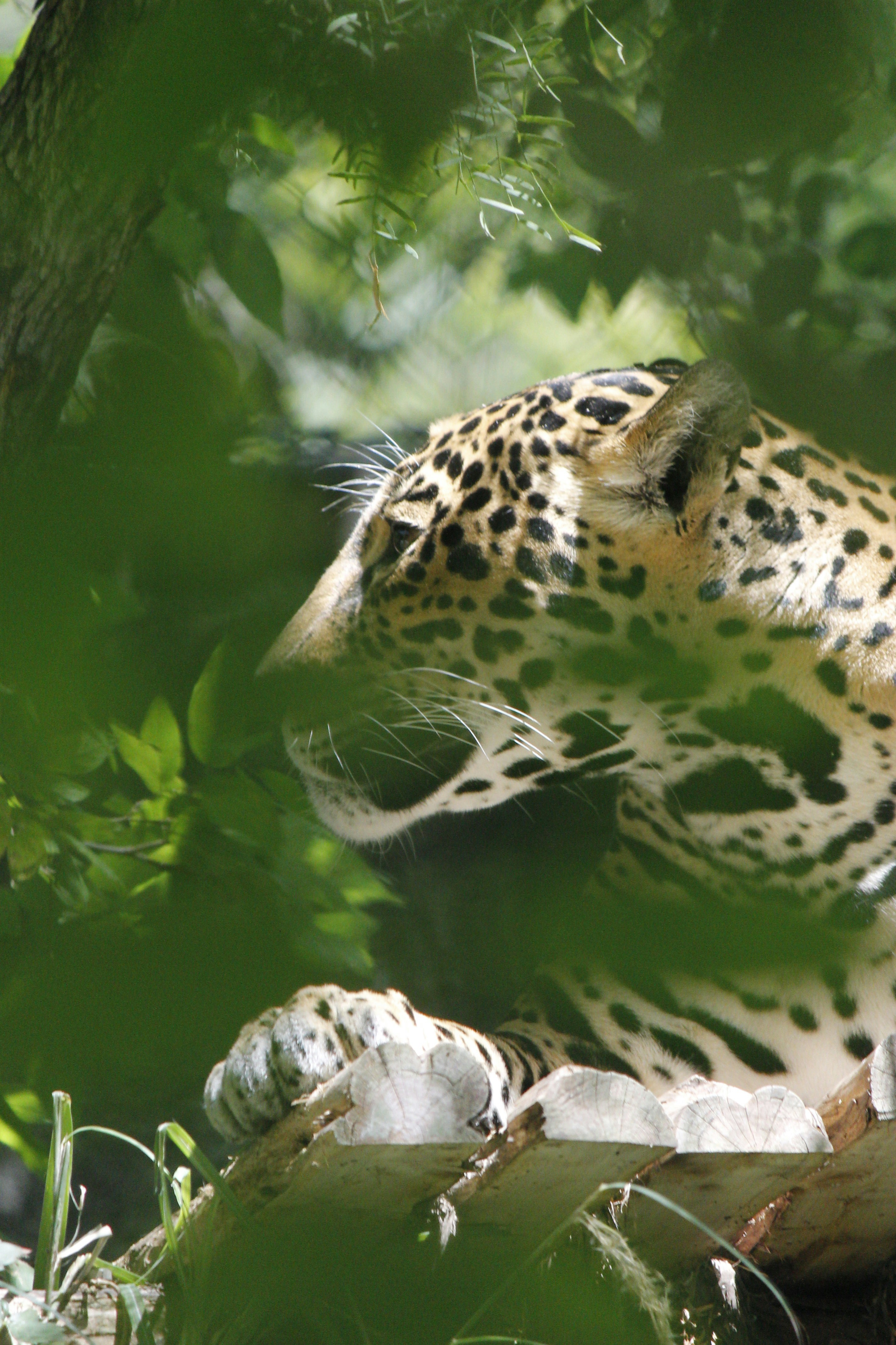 Hidden Gaze: Leopard Resting Behind a Veil of Green