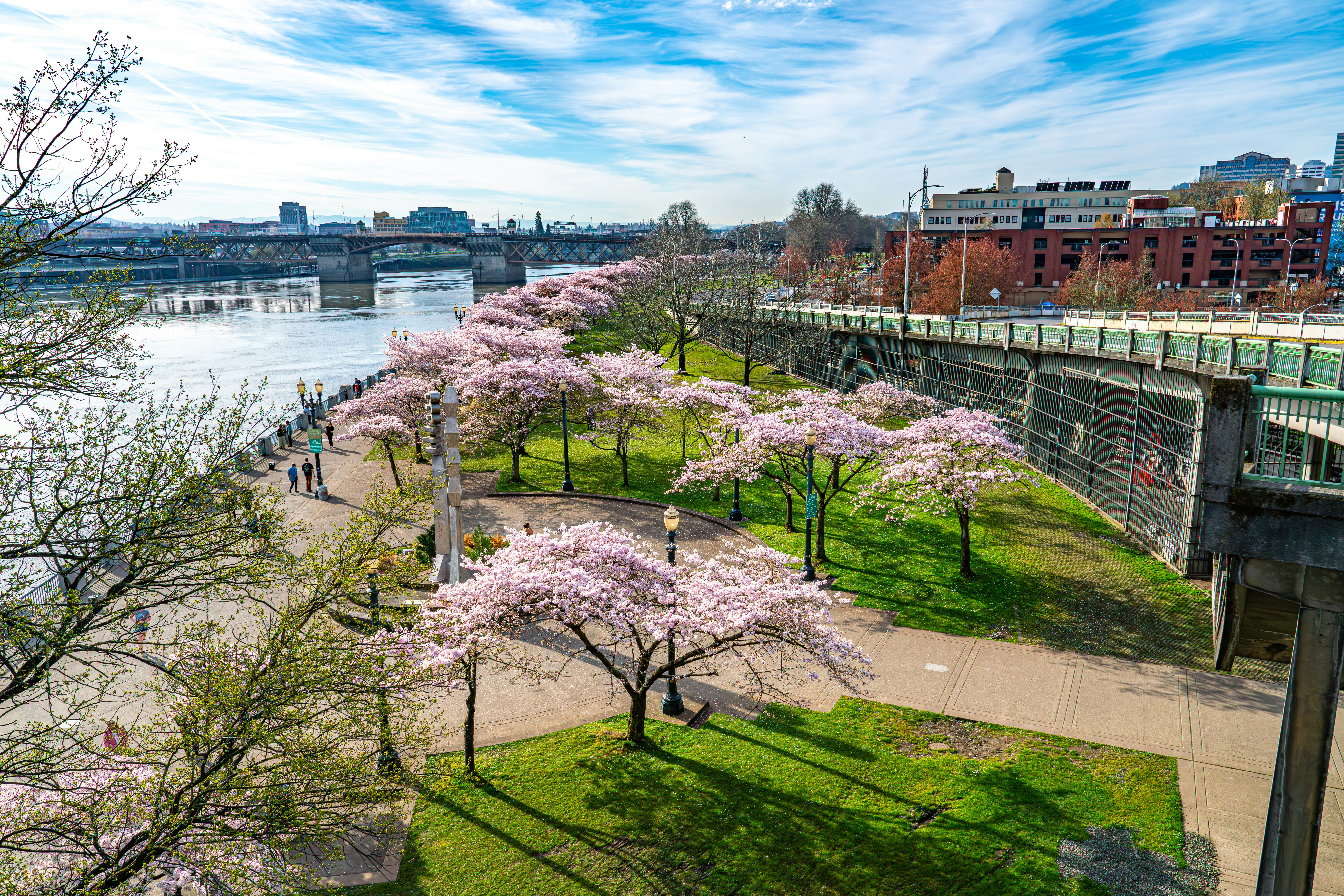 Cherry blossoms bloom along the waterfront in portland. photo – Free ...