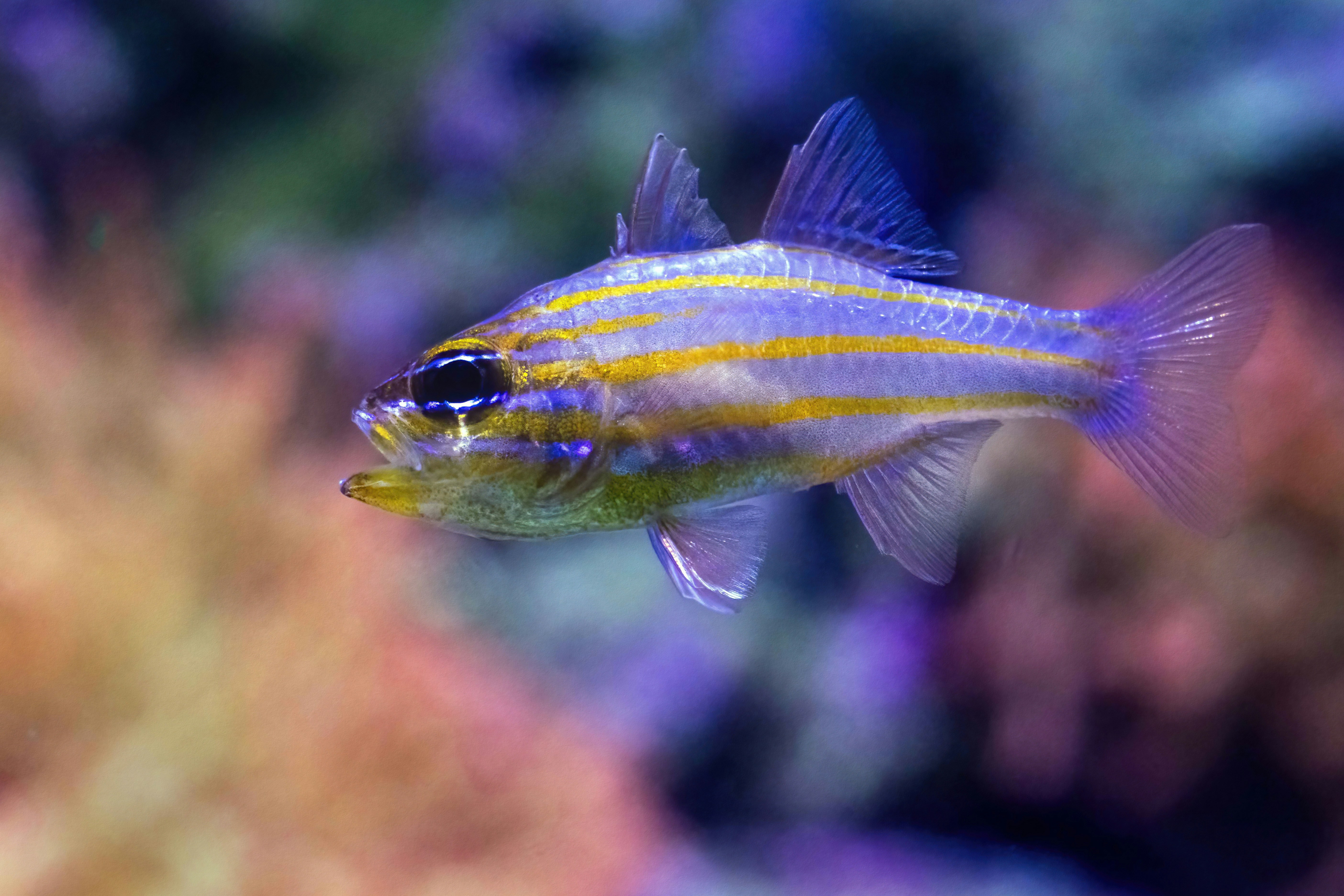 A Cardinalfish at the Cairns Aquarium. I was lucky to catch it just as it opened it's mouth.